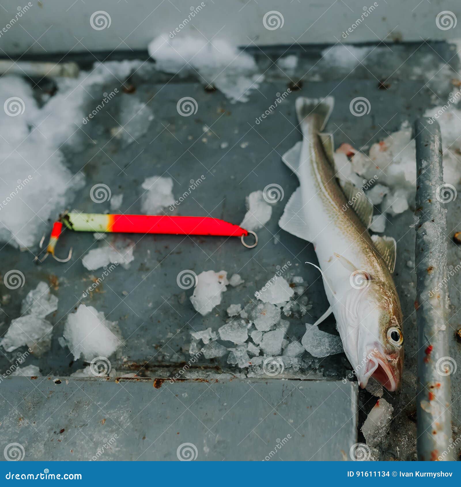 Freshly Caught Fish Cod at Fishing Boat Stock Photo - Image of catch ...