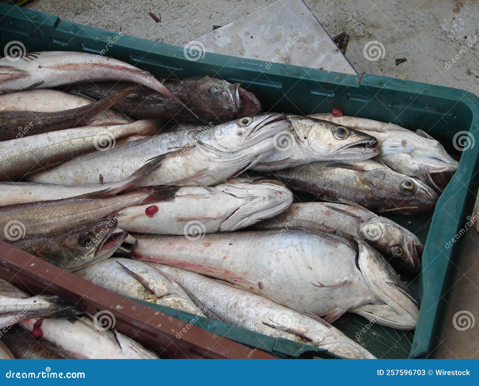 Freshly Caught Fish on a Container Stock Image - Image of fishing ...