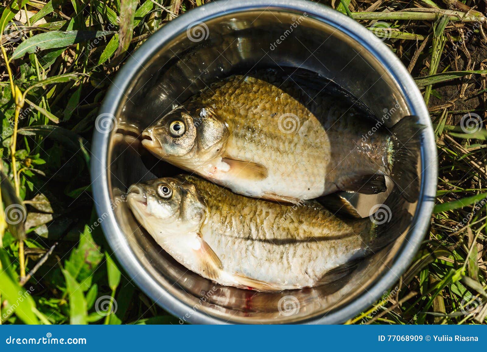 Freshly Caught Fish is in a Dish.two Fishes Stock Image - Image of ...
