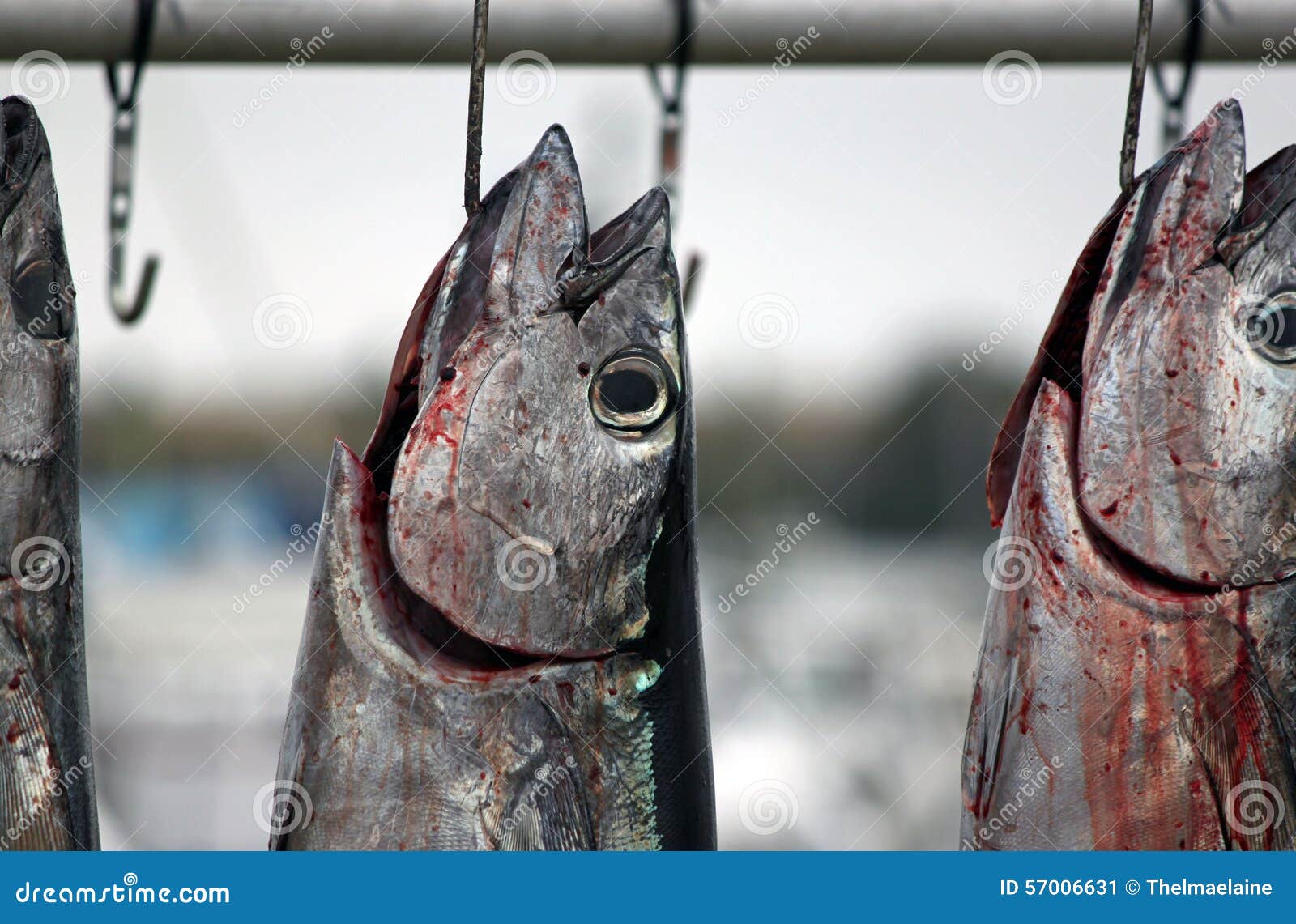 Freshly Caught Fish stock image. Image of fish, catch - 57006631
