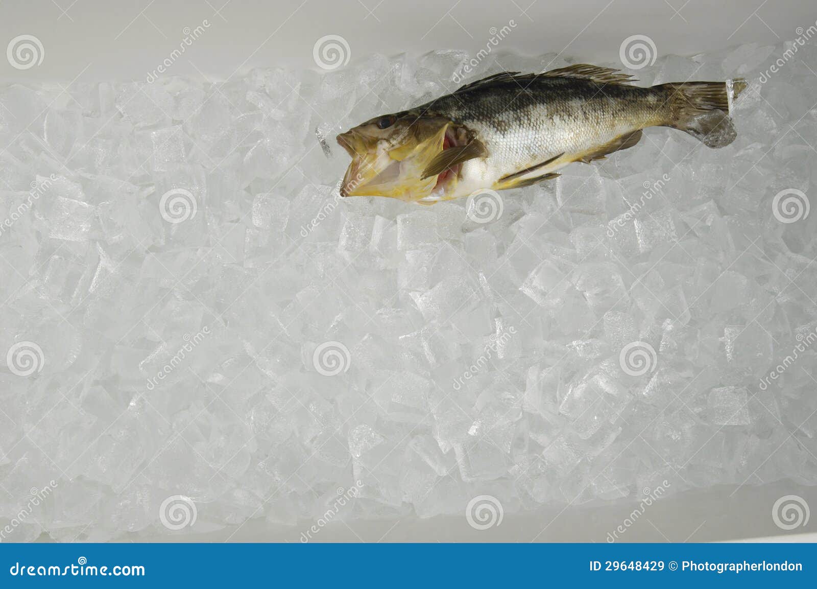 Freshly Caught Fish on Ice Cubes Stock Image - Image of fish, seafood ...