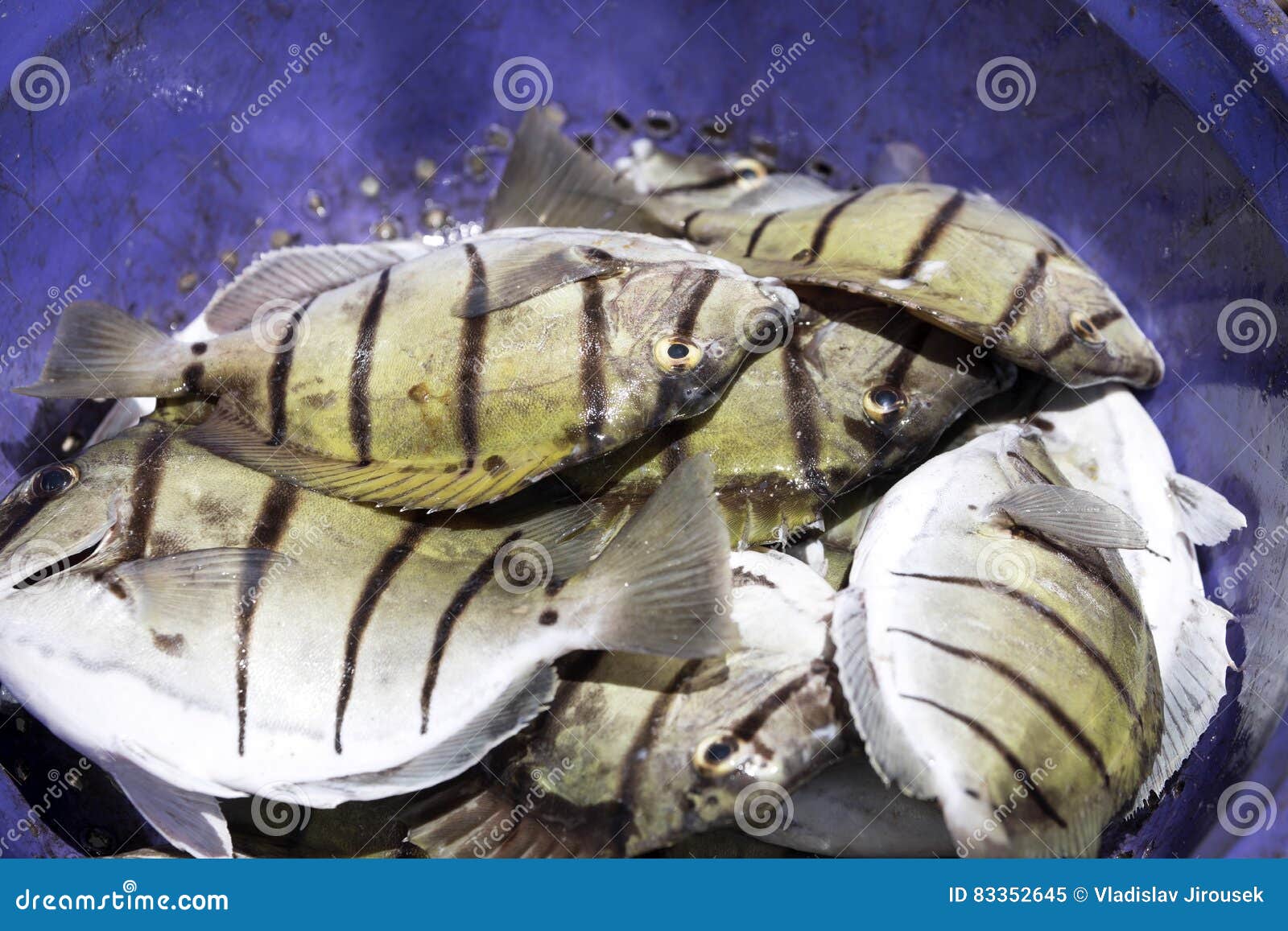 Freshly Caught Fish, Indian Ocean, Madagascar Stock Image - Image of ...
