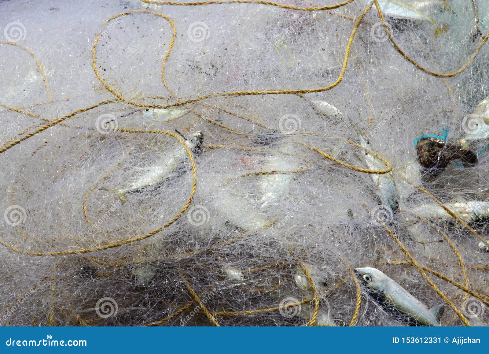 Fish caught in the net stock image. Image of fresh, fishing - 153612331