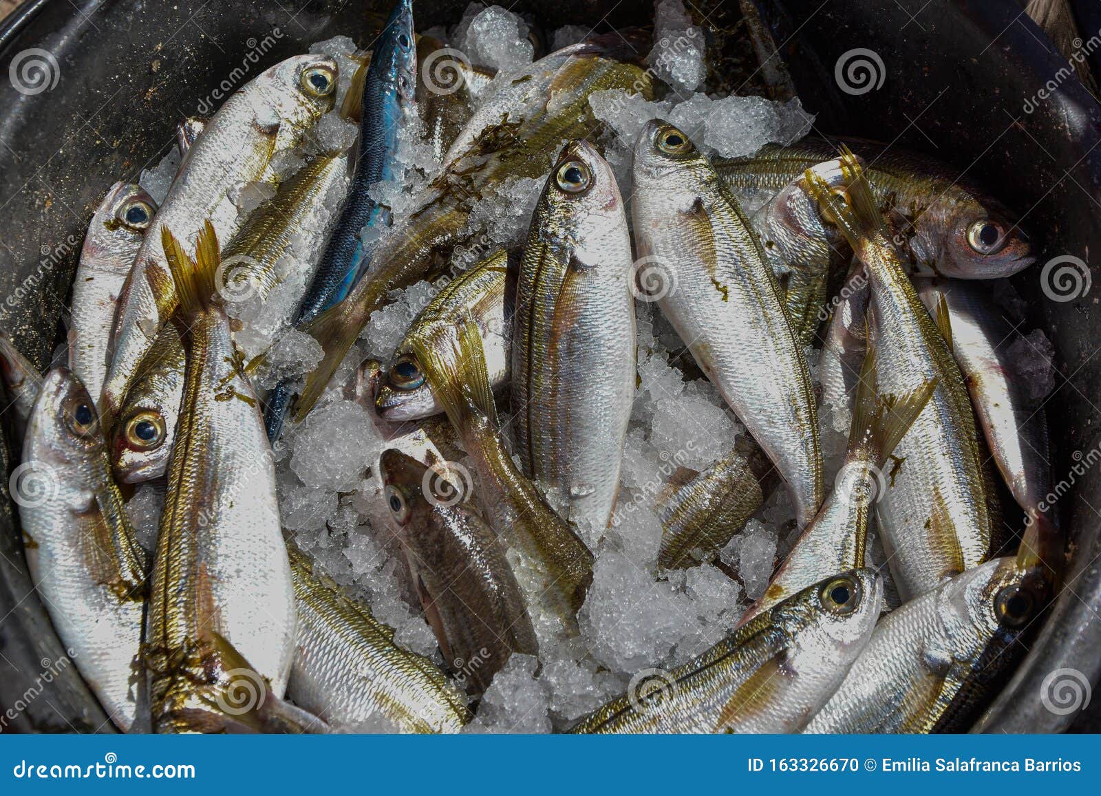 Freshly Caught Fish in the Sea Stock Photo - Image of ocean, fishing ...