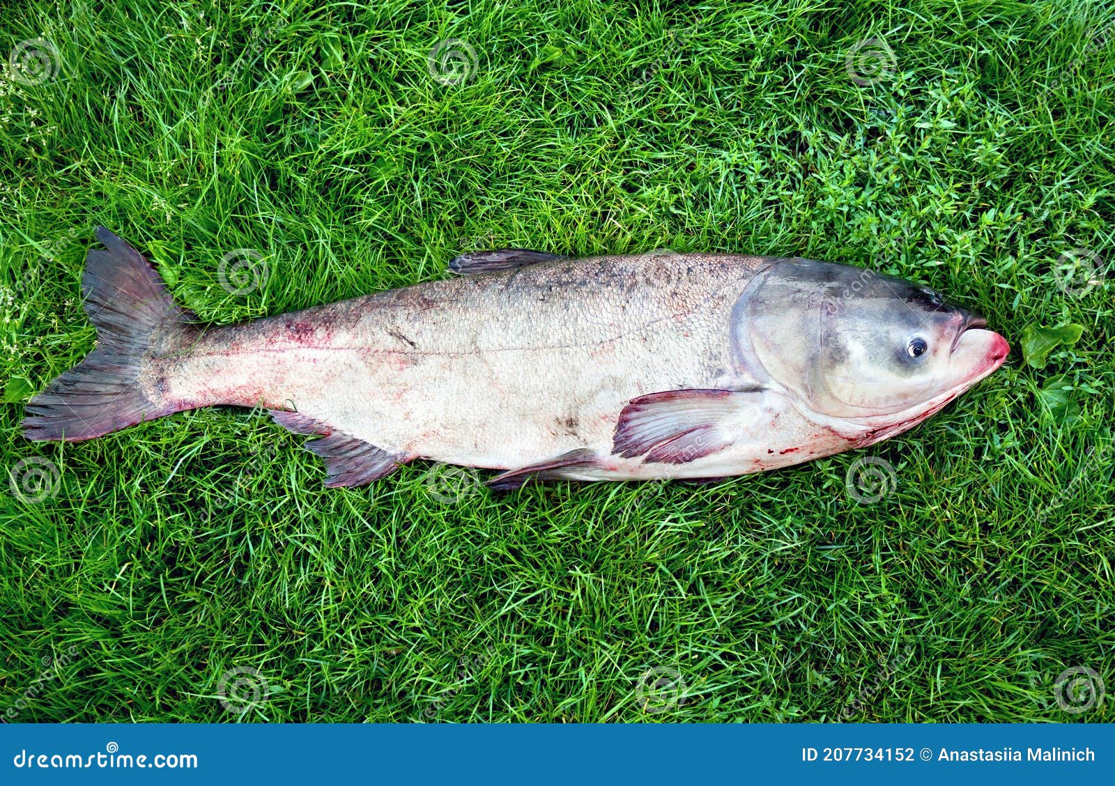 Freshly Caught Fish Silver Carp Hypophthalmichthys Molitrix on the ...