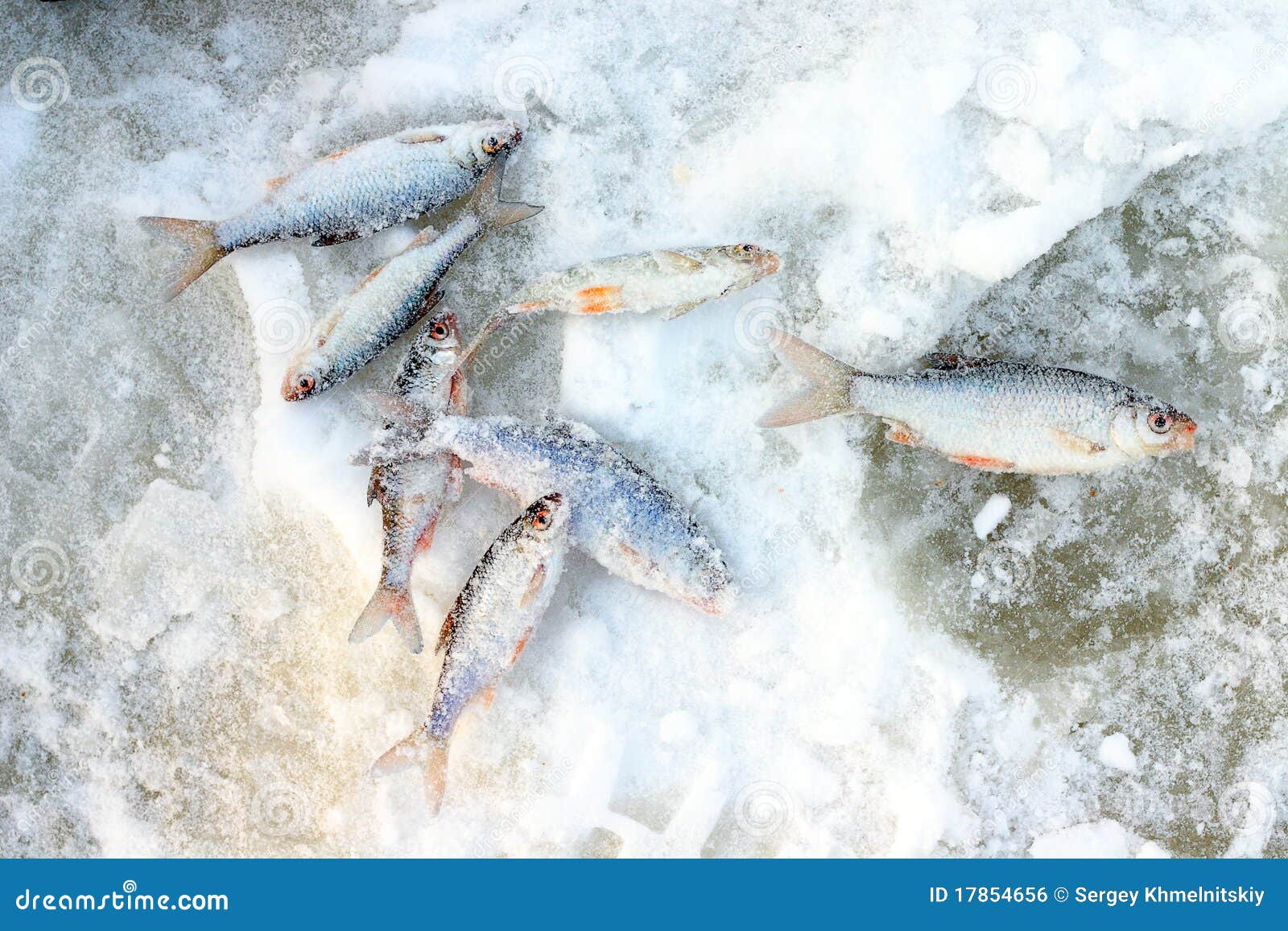 Freshly Caught Fish on the Snow Stock Photo - Image of fish, climate ...