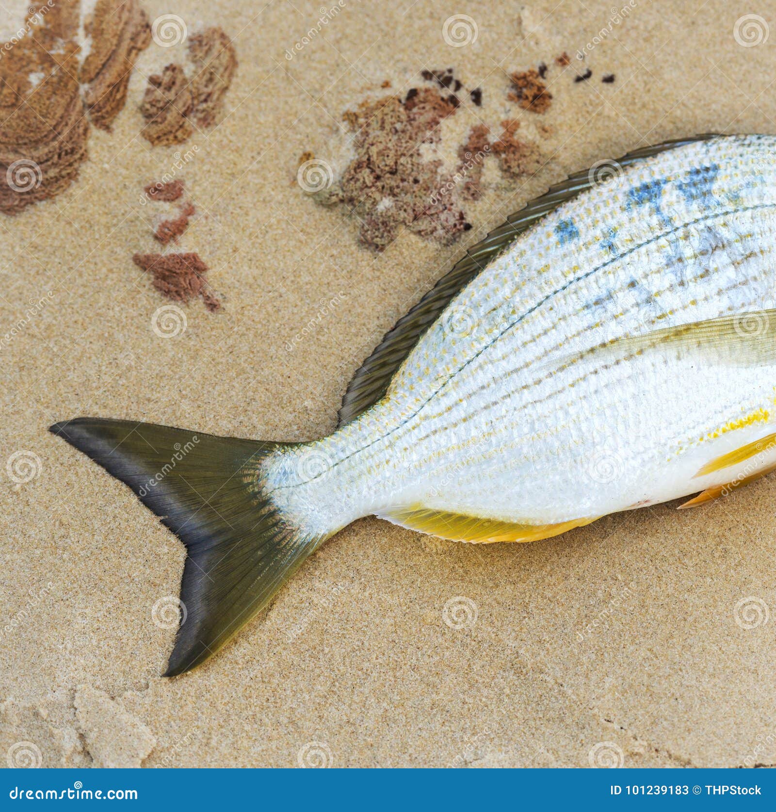 Fish Tail on Beach stock image. Image of yellowfin, fresh - 101239183