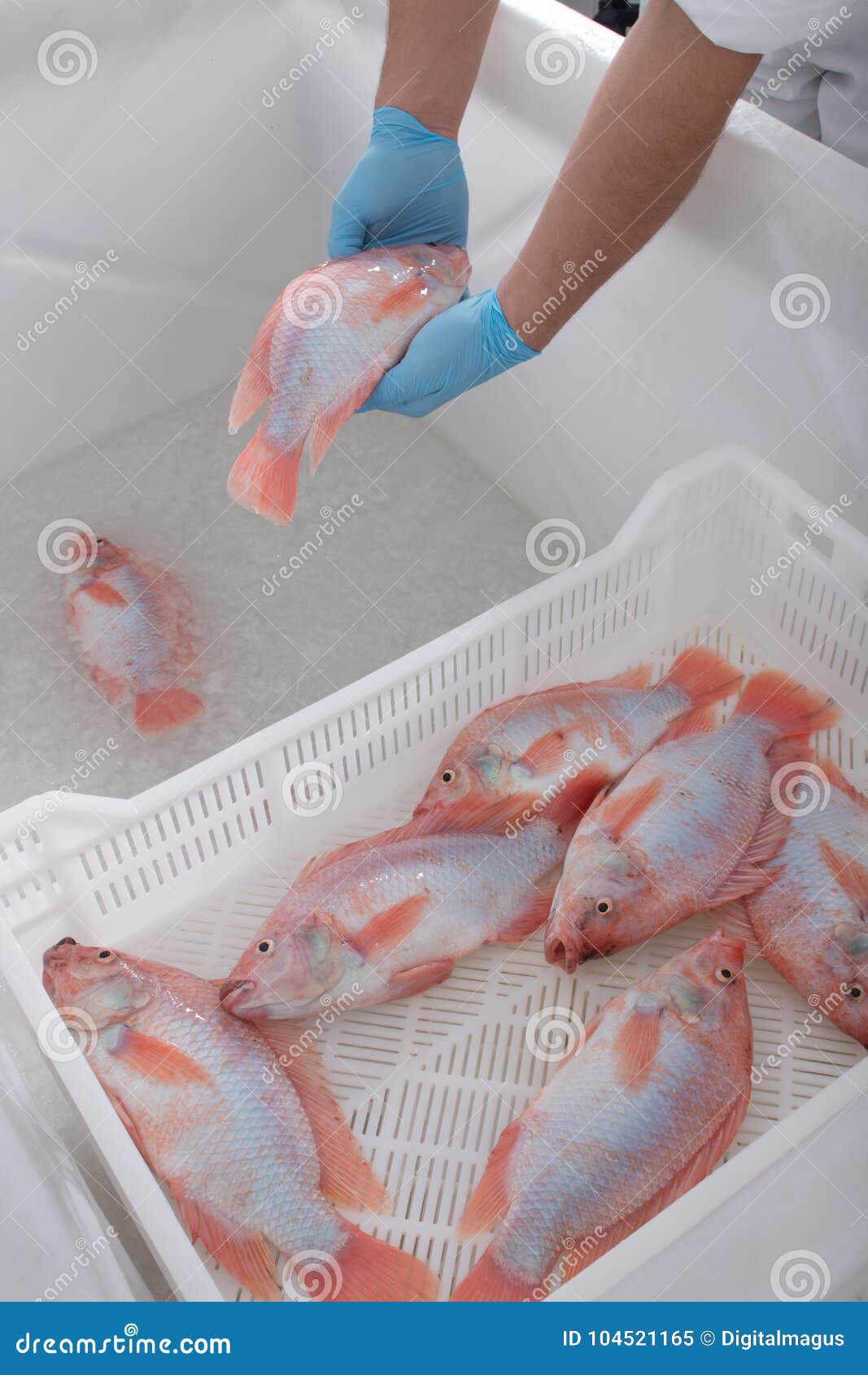 Cooling fish Tilapia stock image. Image of pink, fresh - 104521165
