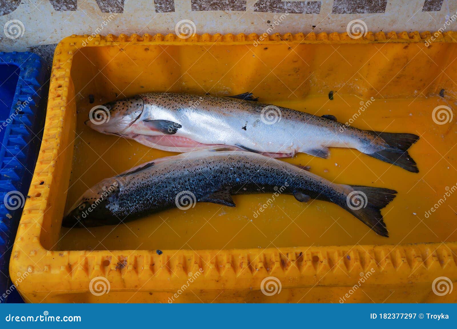 Freshly Caught Fish - Sea Trout Stock Image - Image of fisheries, food ...