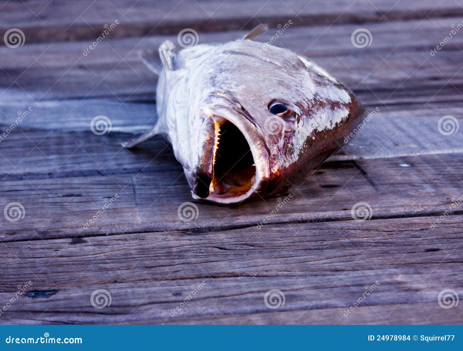 Freshly Caught Fish on Wooden Jetty Stock Photo - Image of caught ...
