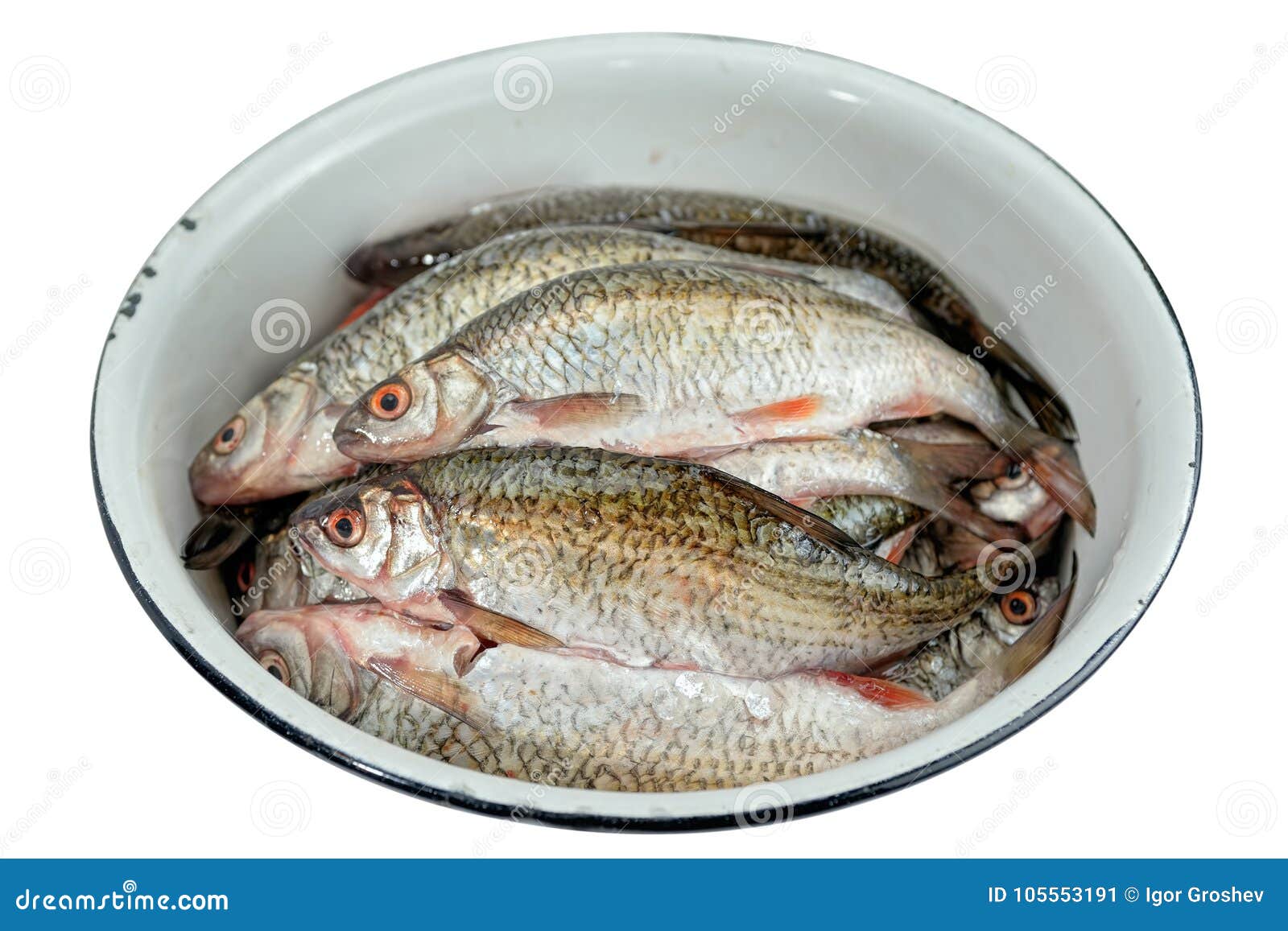 Freshwater fish roach stock image. Image of dish, cook - 105553191