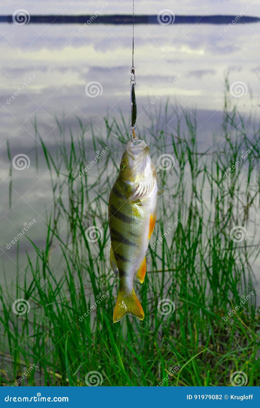 Freshly Caught Freshwater Perch Hanging on a Leash Stock Photo - Image ...