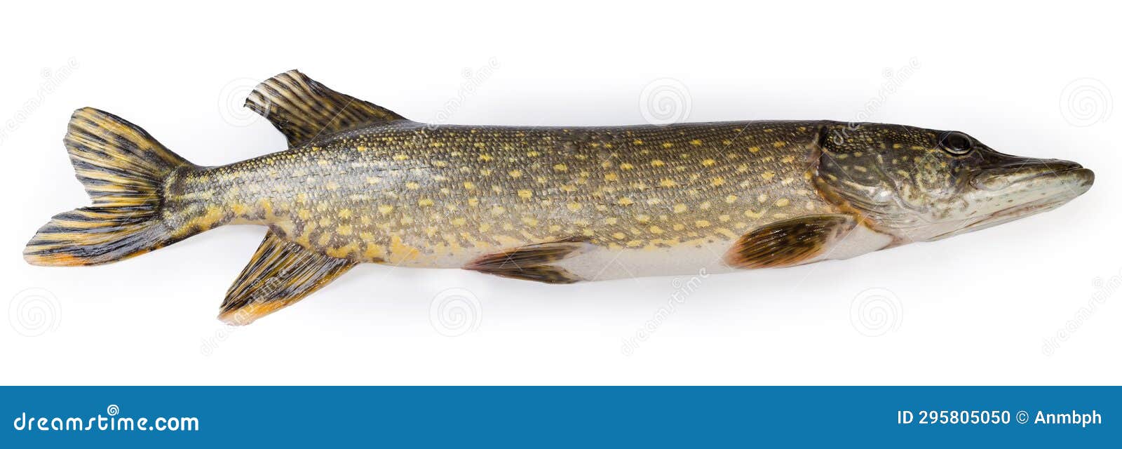 Freshly Caught Northern Pike on a White Background Stock Photo - Image ...