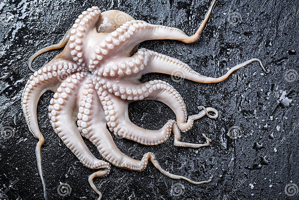 Freshly Caught Octopus on Rock Stock Photo - Image of fishing, life ...