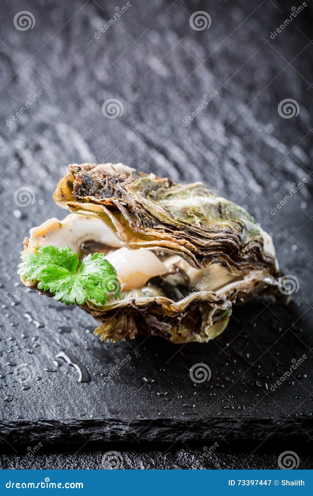Freshly Caught Oyster in Shell on Ice Stock Image - Image of shellfish ...
