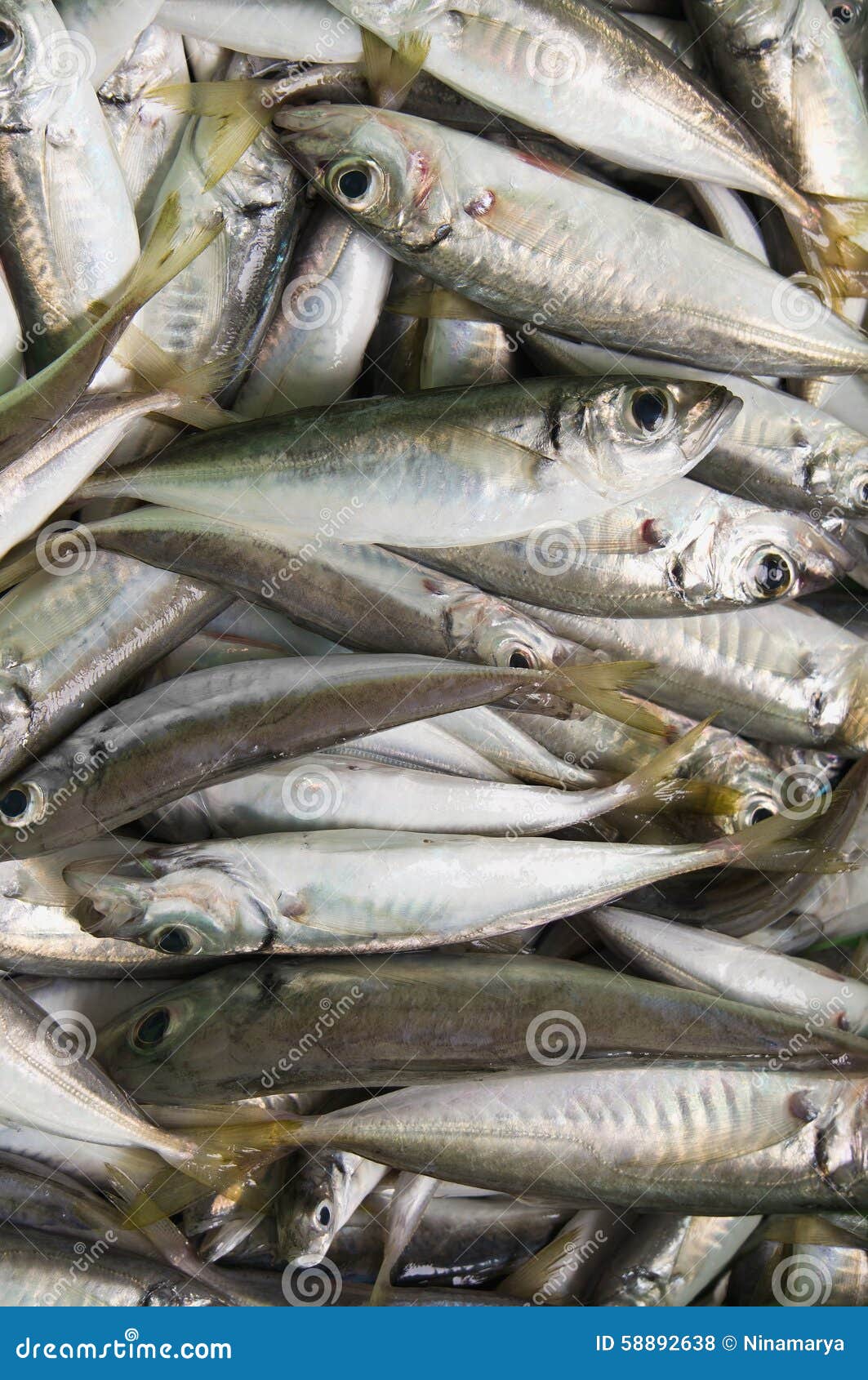 Freshly caught raw fish stock photo. Image of health - 58892638