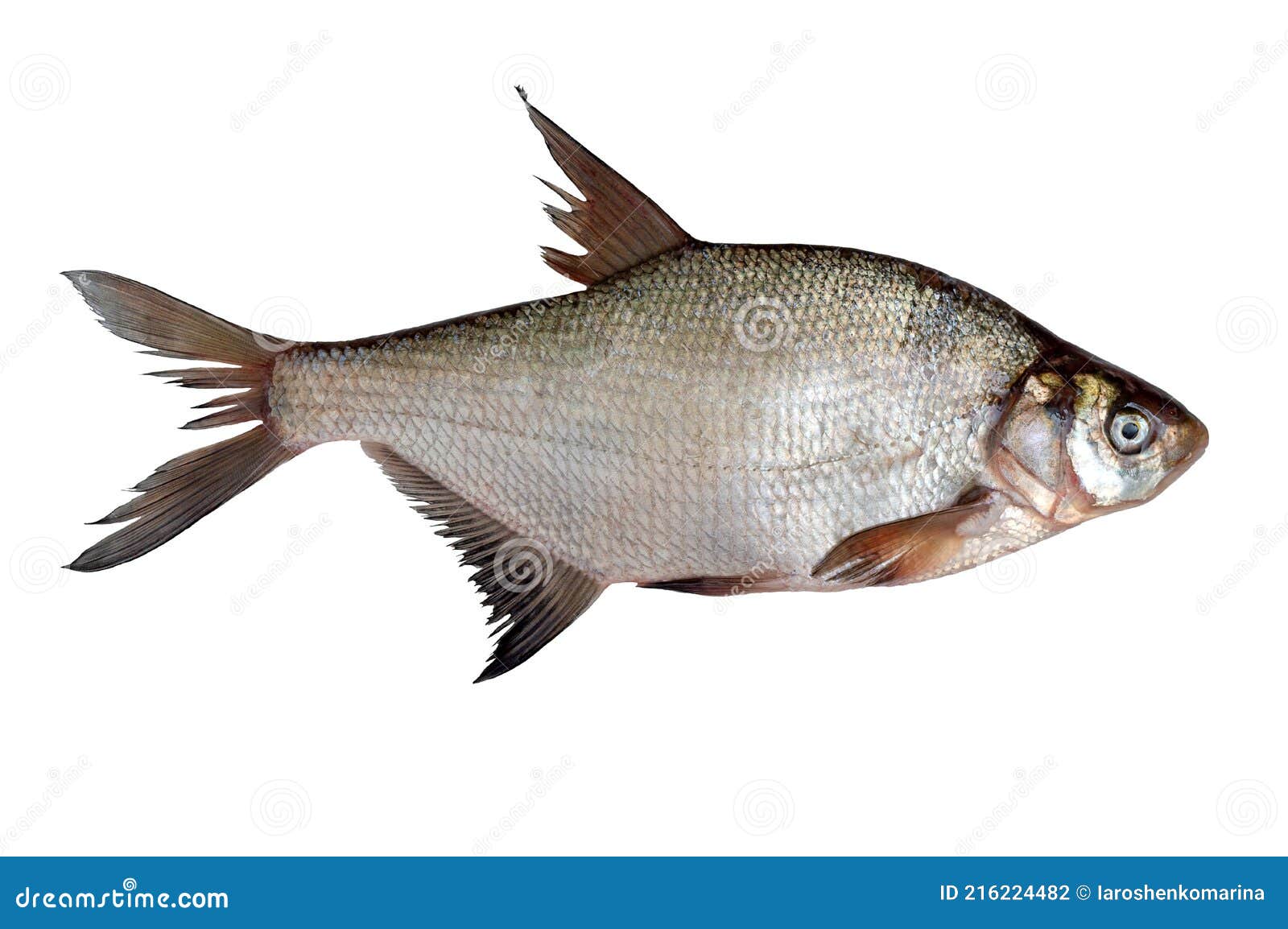 Freshly Caught Raw River Bream Fish Isolated Stock Photo - Image of ...
