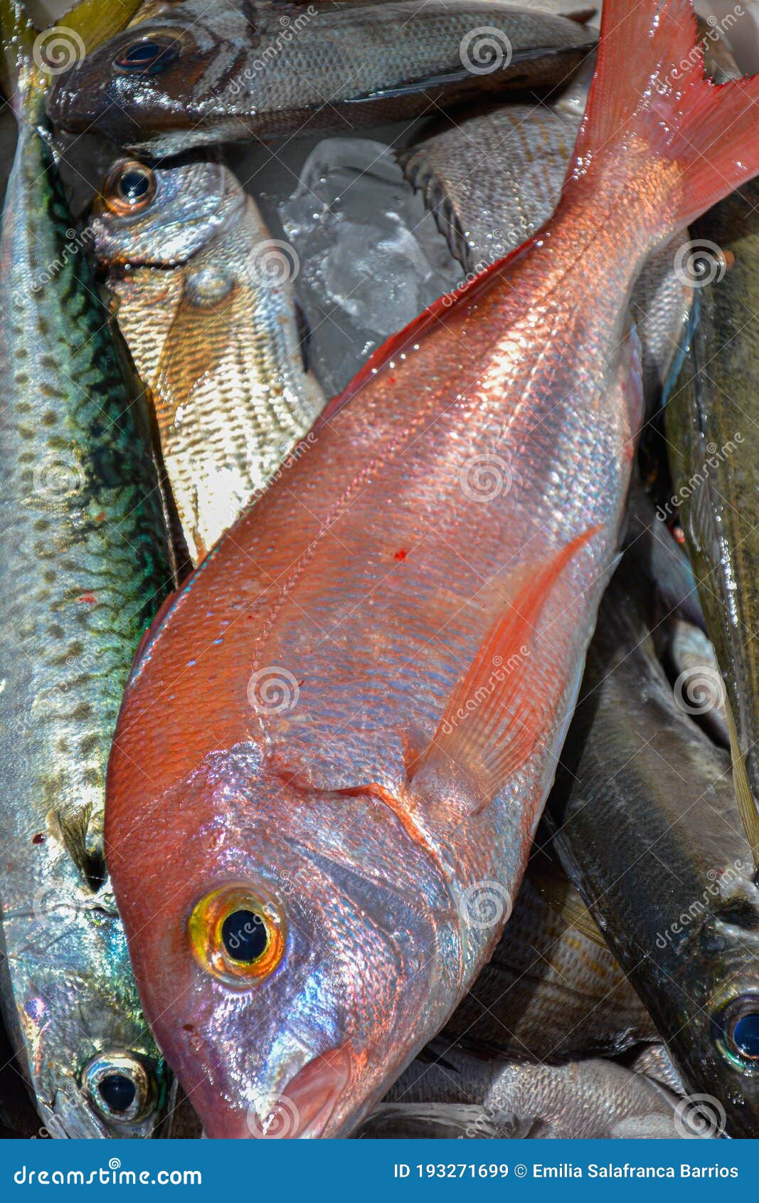 409 Dove Fish Photos - Free & Royalty-Free Stock Photos from Dreamstime