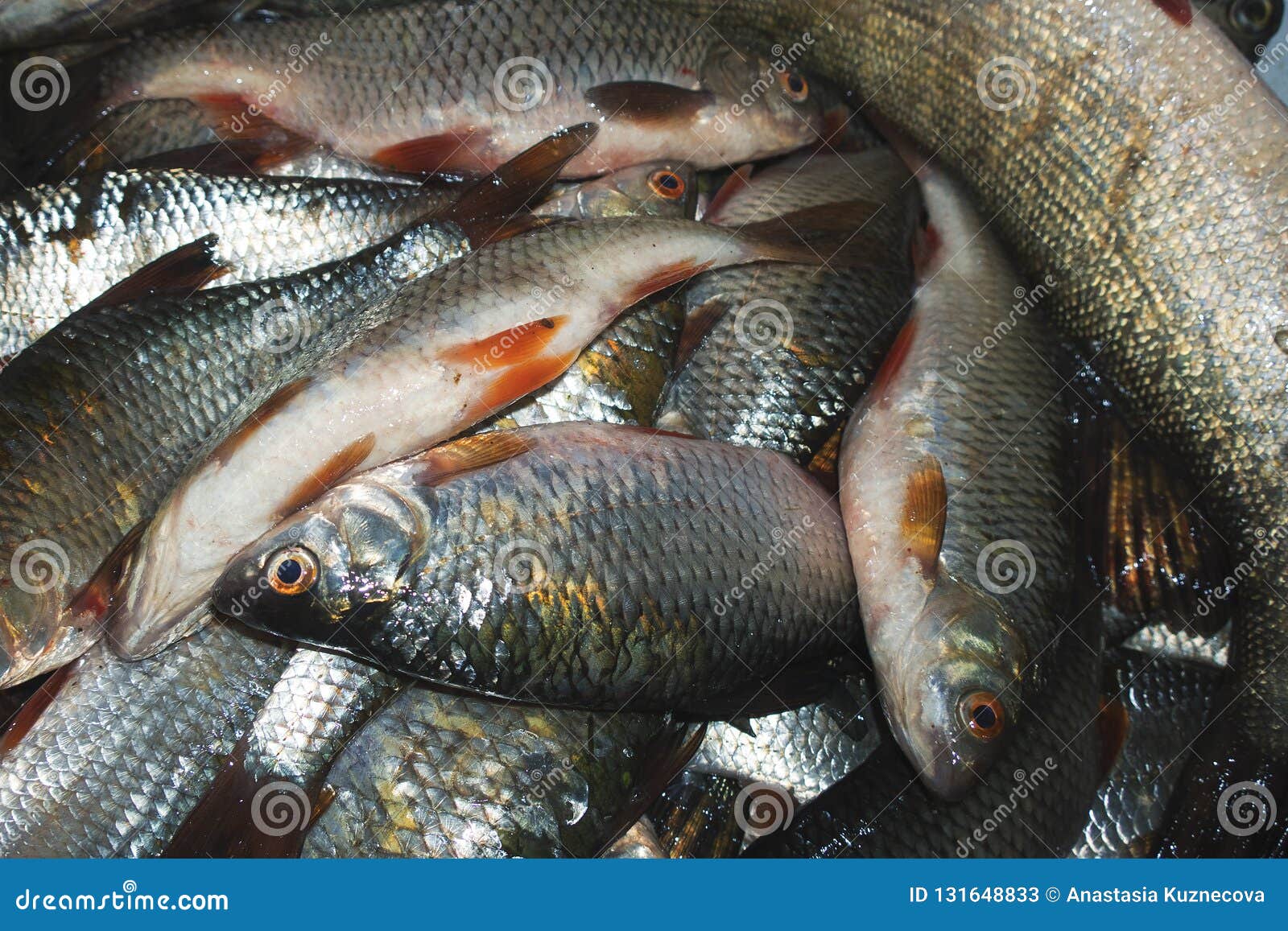 Freshly Caught River Beautiful Fish Stock Image - Image of food, river ...