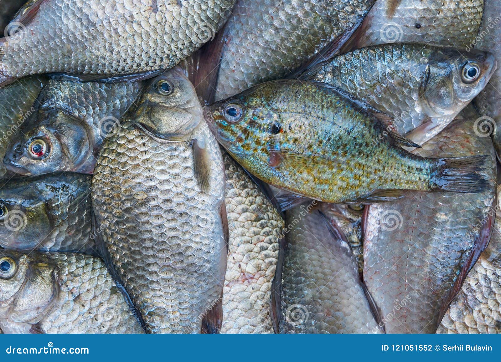 Freshly Caught River Fish. Crucians and Sun Perch Stock Photo - Image ...