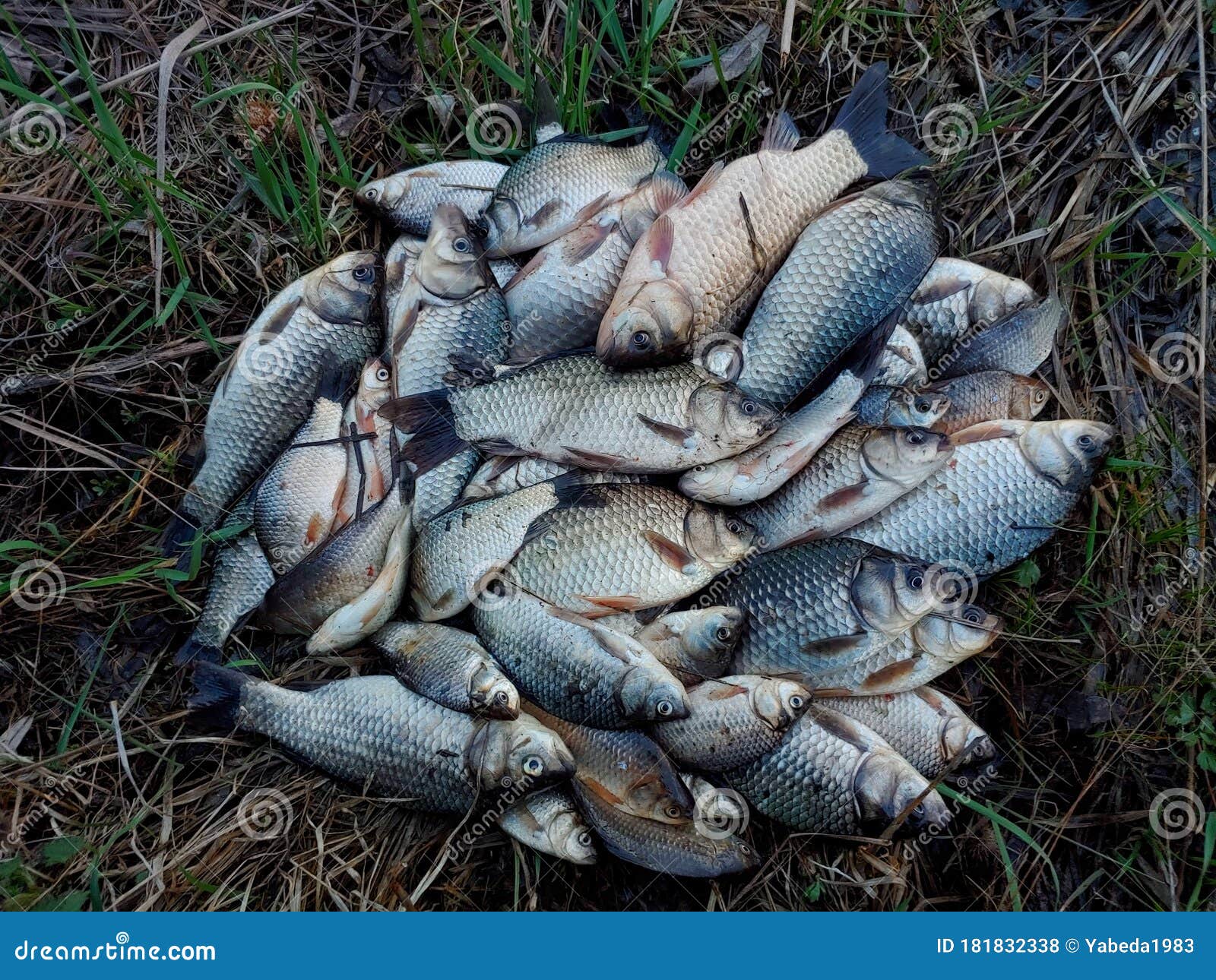 Freshly Caught River Fishes of Various Killifish Species Stock Photo ...