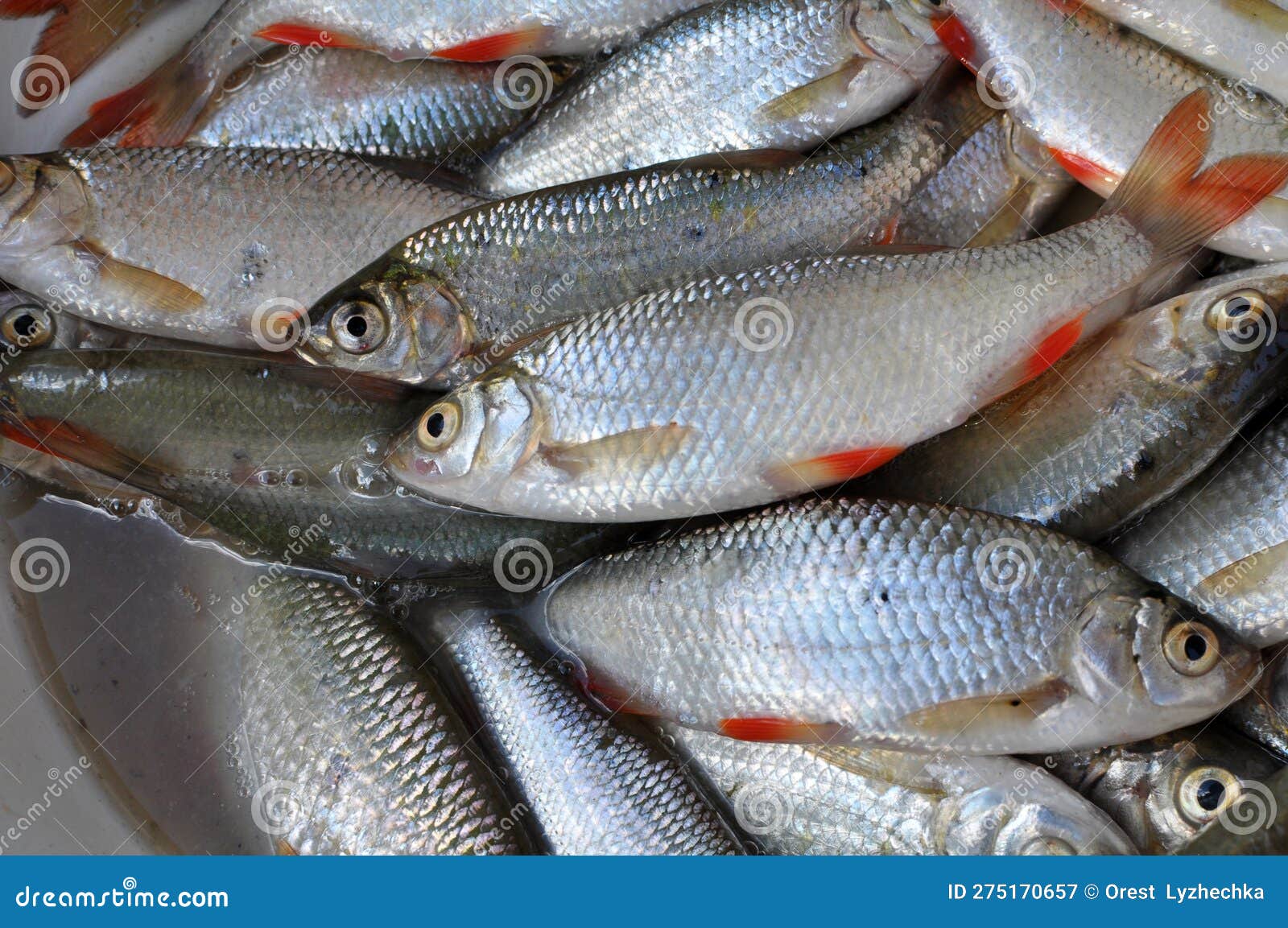 Freshly Caught Roach (Rutilus Rutilus Stock Image - Image of healthy ...