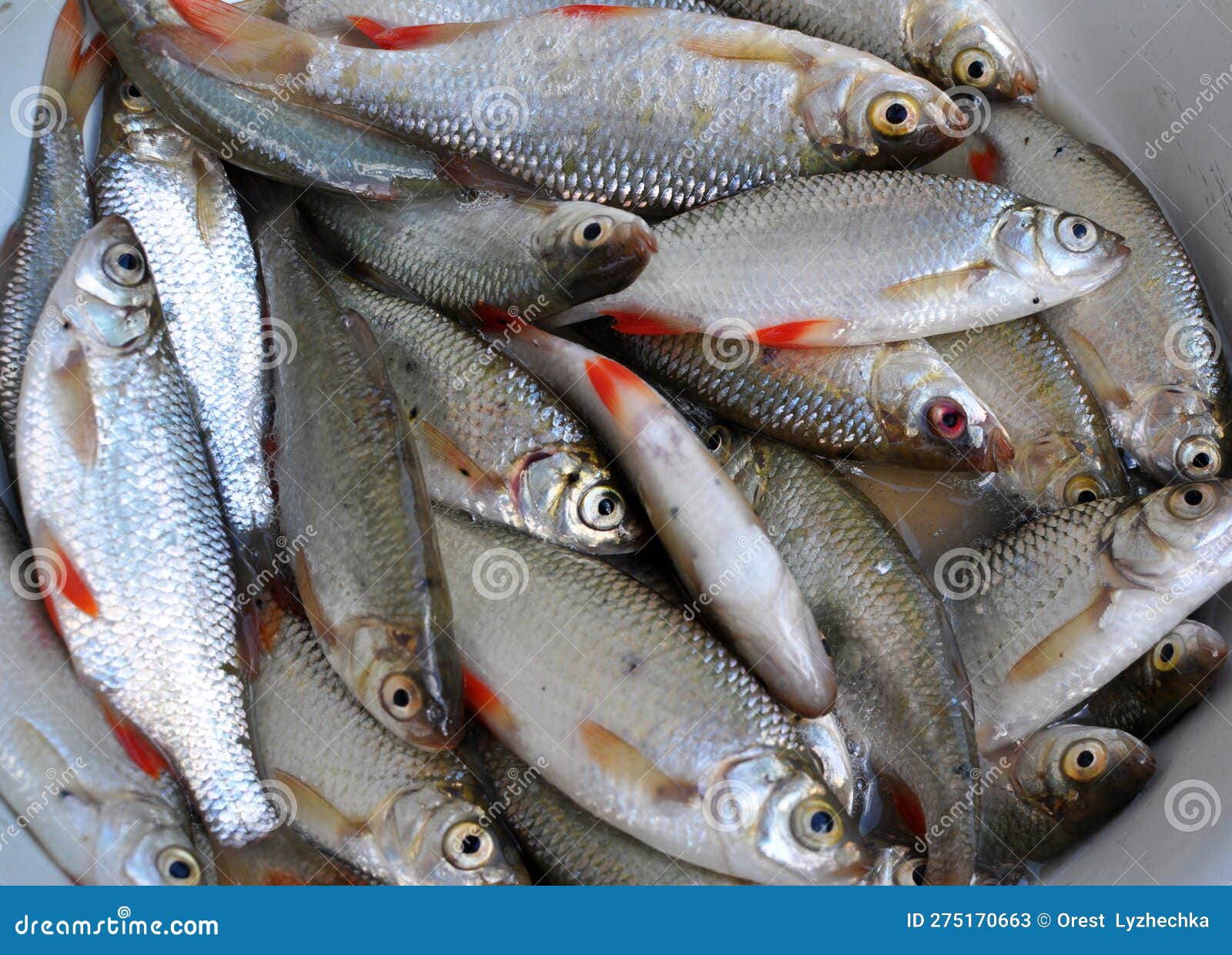 Freshly Caught Roach (Rutilus Rutilus Stock Image - Image of roach ...