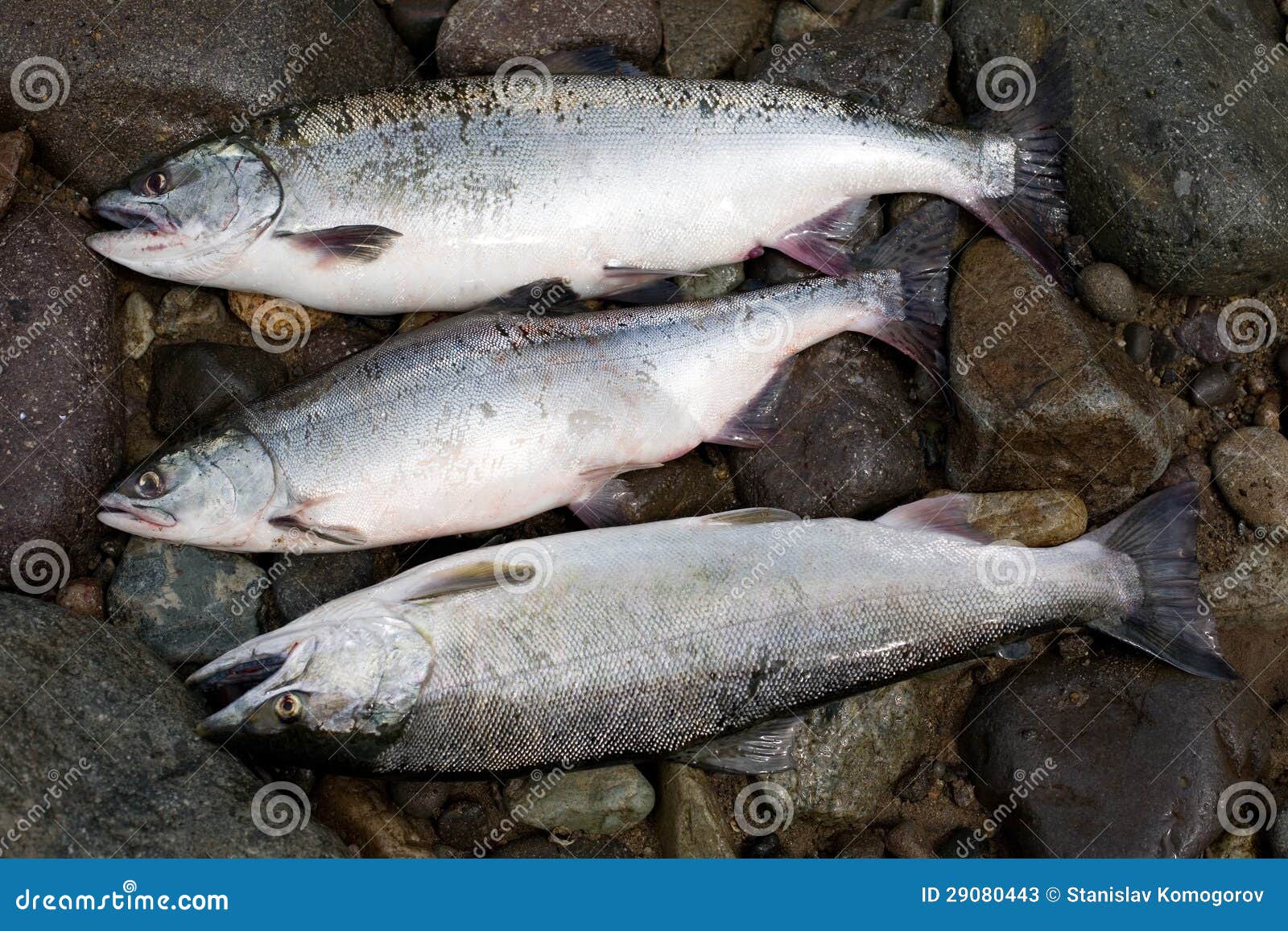 Freshly caught salmon pink stock image. Image of lying - 29080443