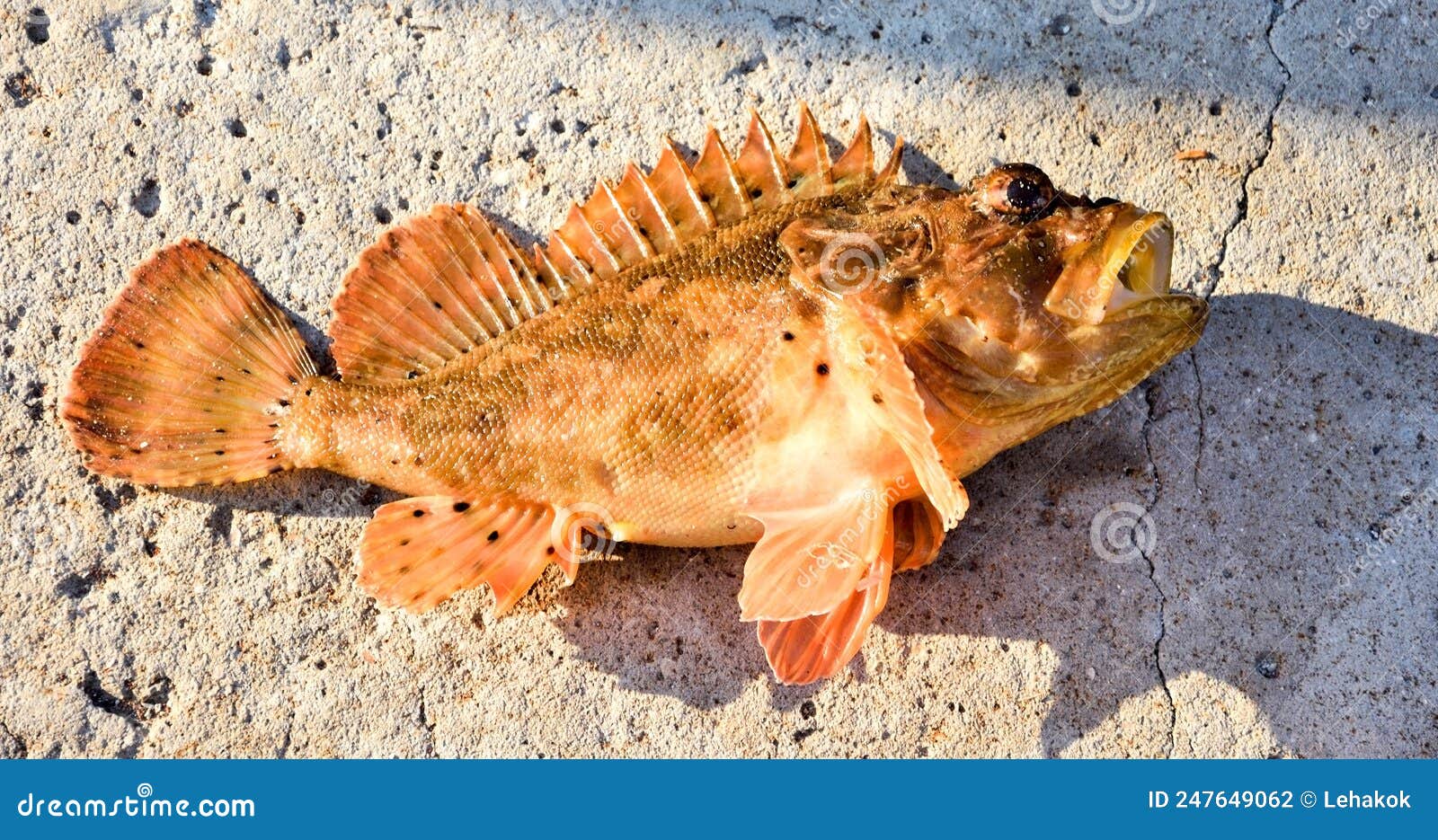 Freshly Caught Sea Ruff. Closeup View Stock Photo - Image of aquatic ...