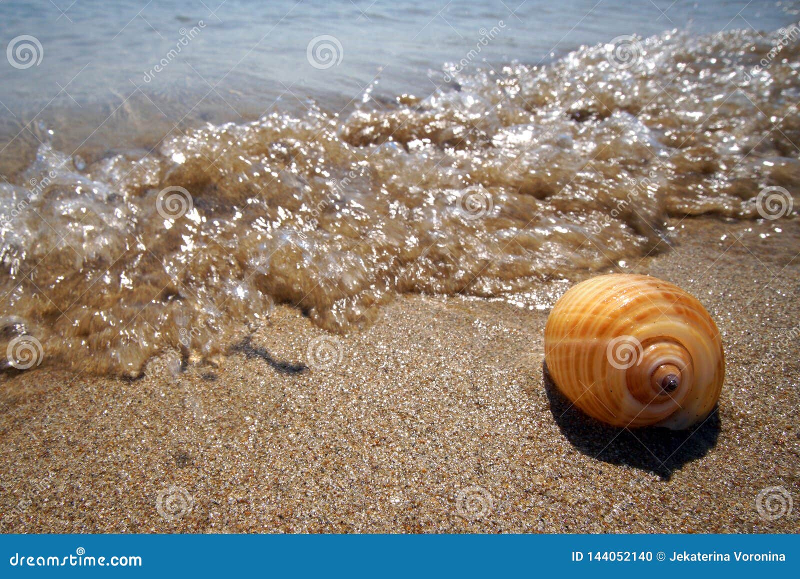 A Freshly Caught Shell on the Beach of Farangas, Paros Stock Photo ...