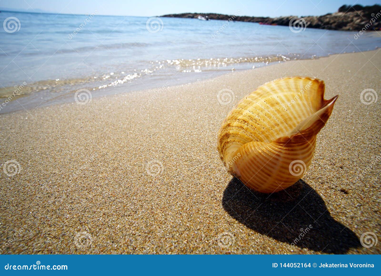 A Freshly Caught Shell on the Beach of Farangas, Paros Stock Photo ...
