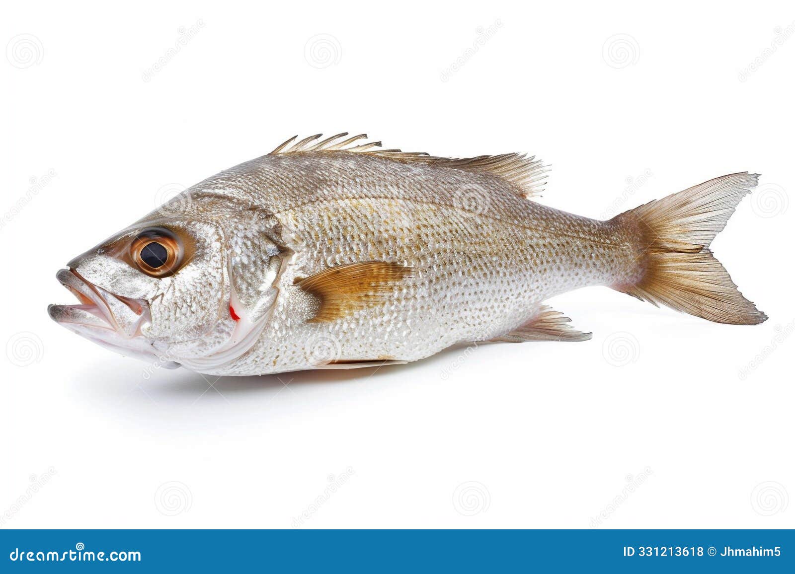 Freshly Caught Snapper stock illustration. Illustration of marine ...