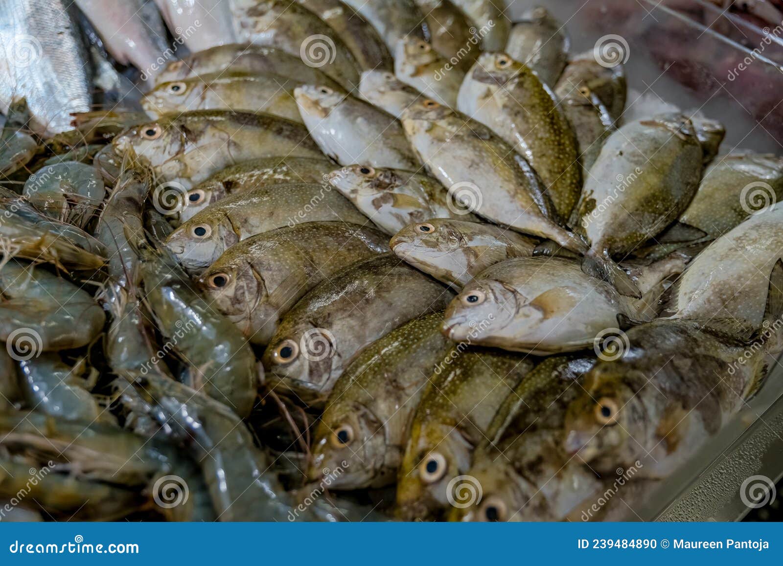 Freshly Caught Spinefoot Fish with Various Seafood in Background Put on ...