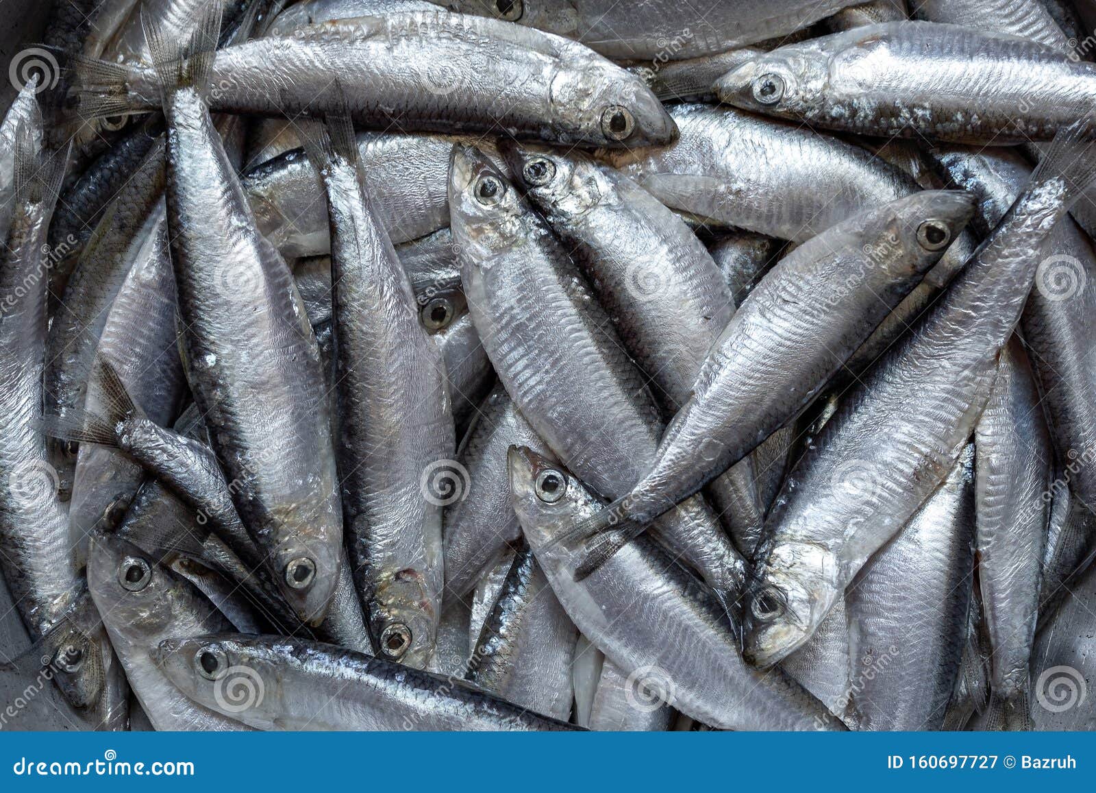 Freshly caught sprat fish stock image. Image of gourmet - 160697727