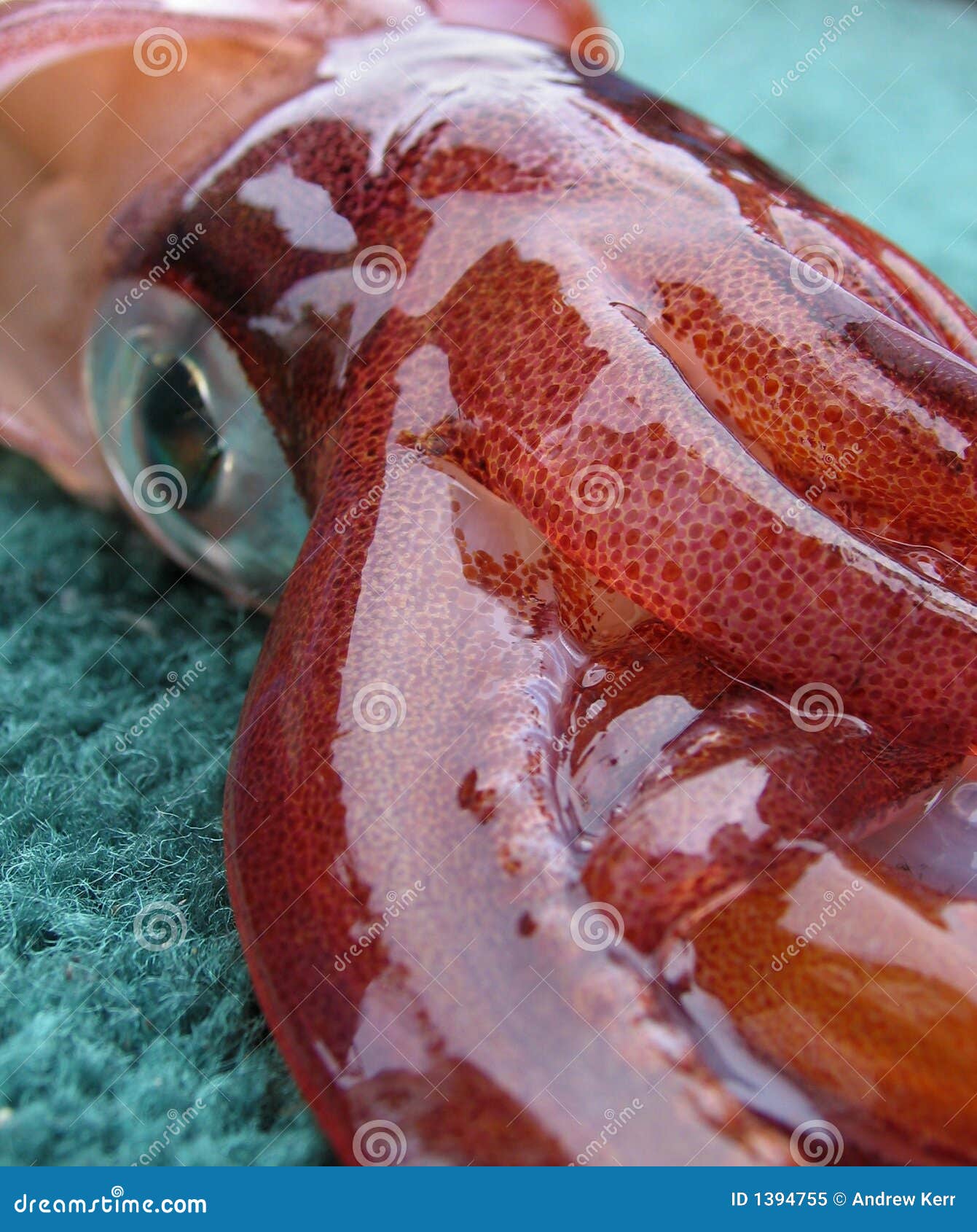 Freshly caught squid stock image. Image of weird, bizarre - 1394755