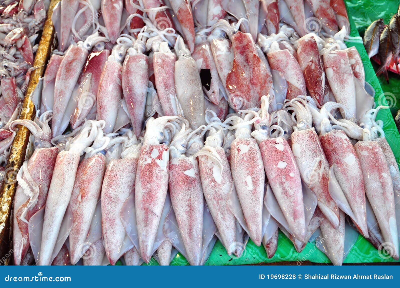 Freshly caught squid stock photo. Image of loligo, axon - 19698228