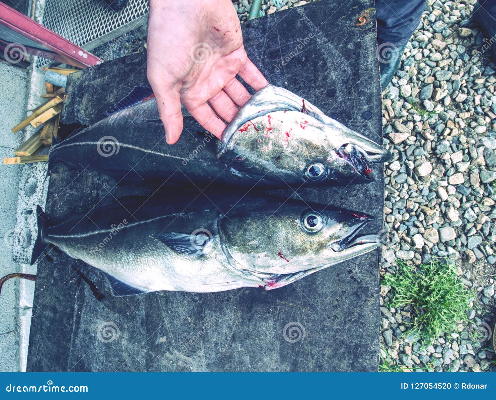 Freshly Caught Two Pieces of Coalfish on Board. Stock Photo - Image of ...
