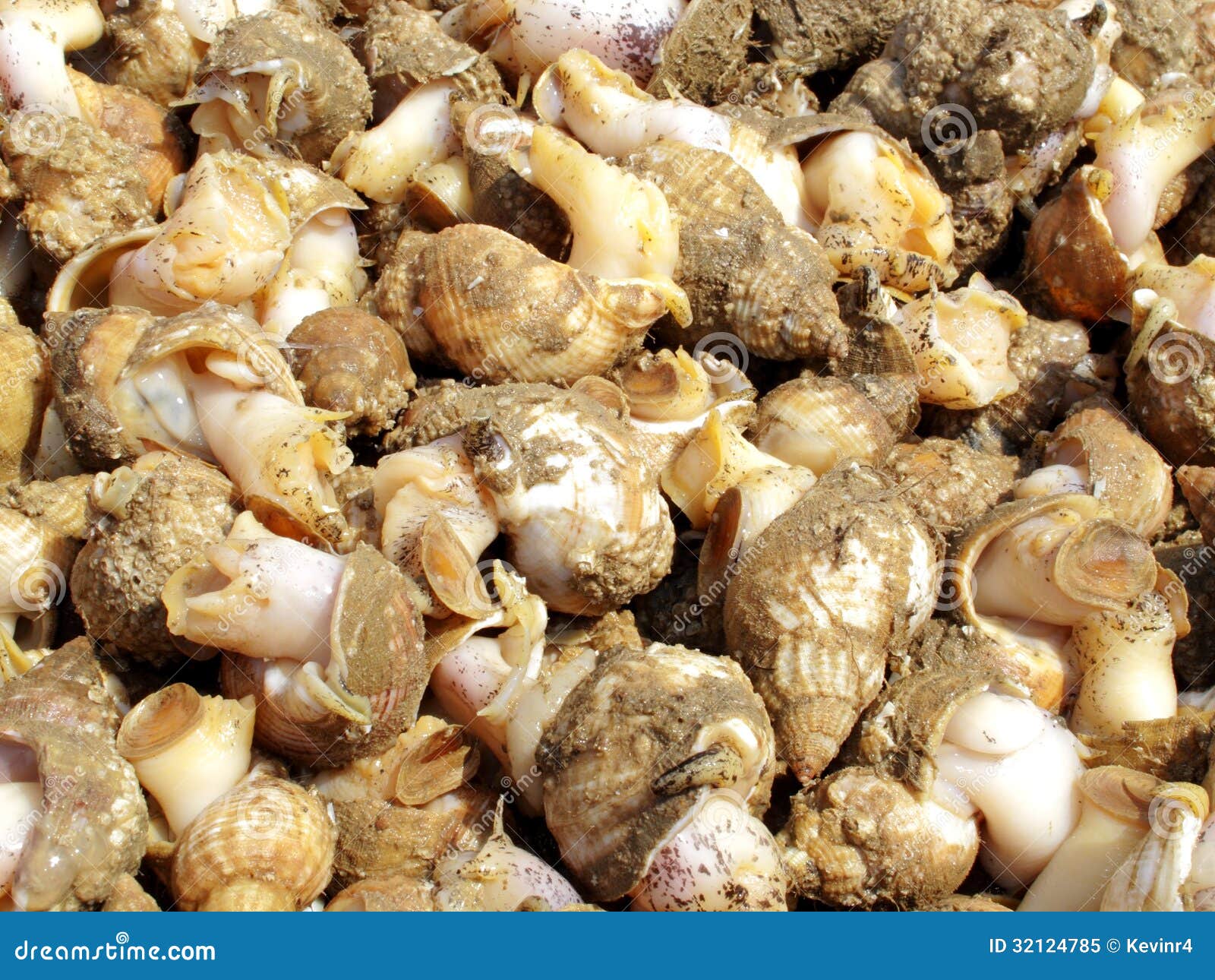 Freshly caught Whelks stock image. Image of beach, gastropod - 32124785