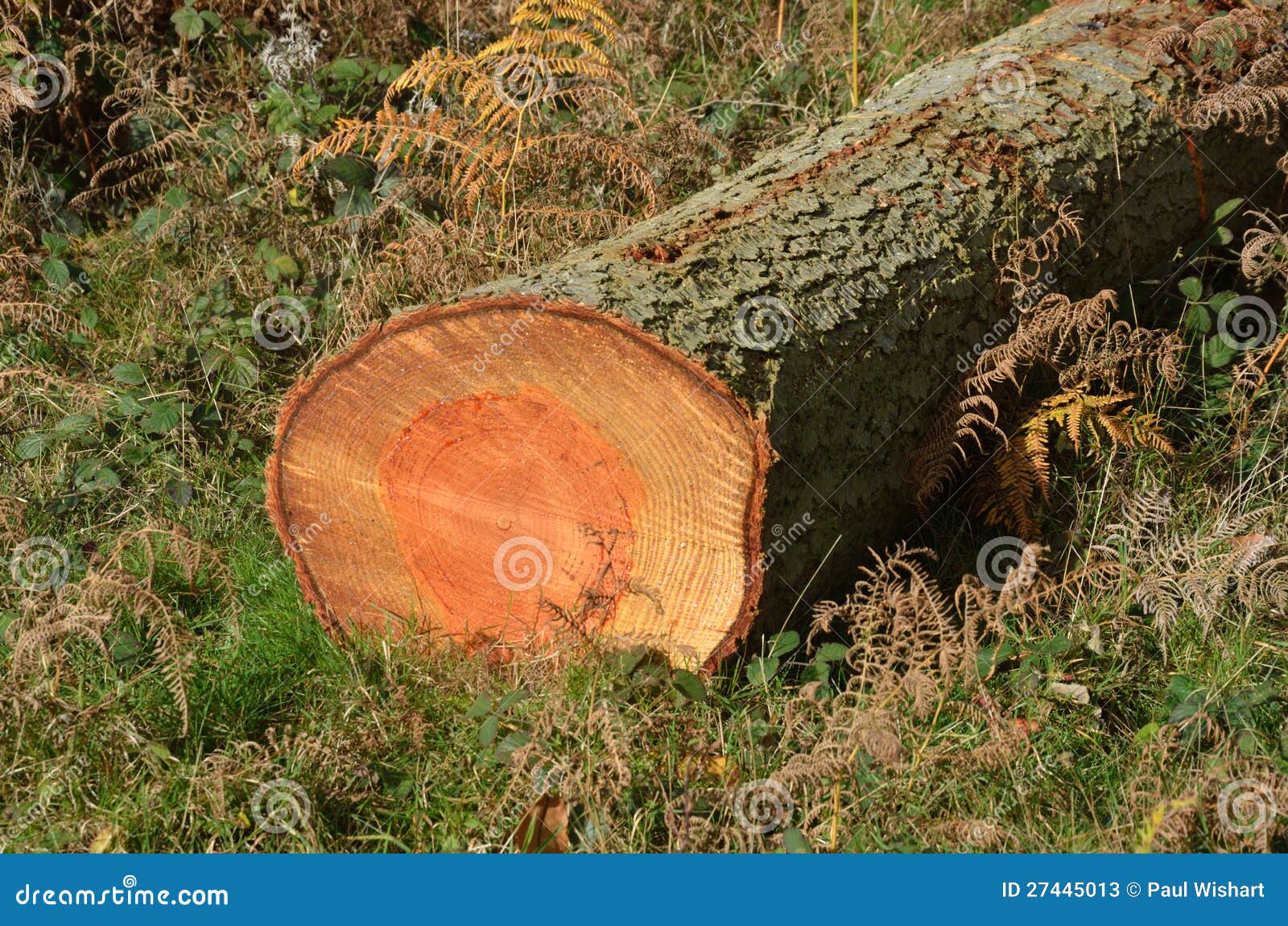 Freshly chopped tree stock image. Image of chop, rural - 27445013