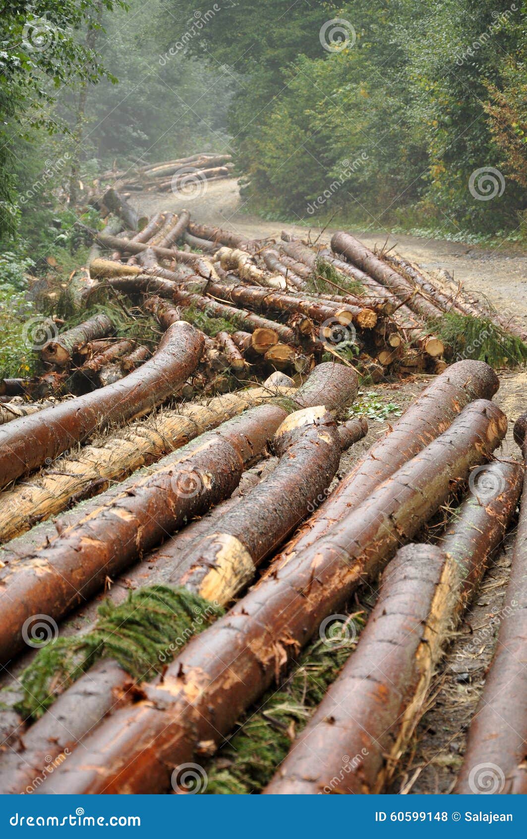 Freshly chopped tree logs stock photo. Image of manufacturing - 60599148