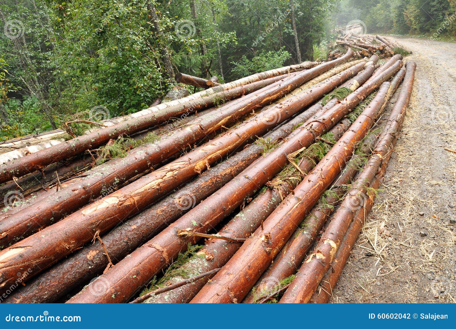 Freshly chopped tree logs stock photo. Image of energy - 60602042