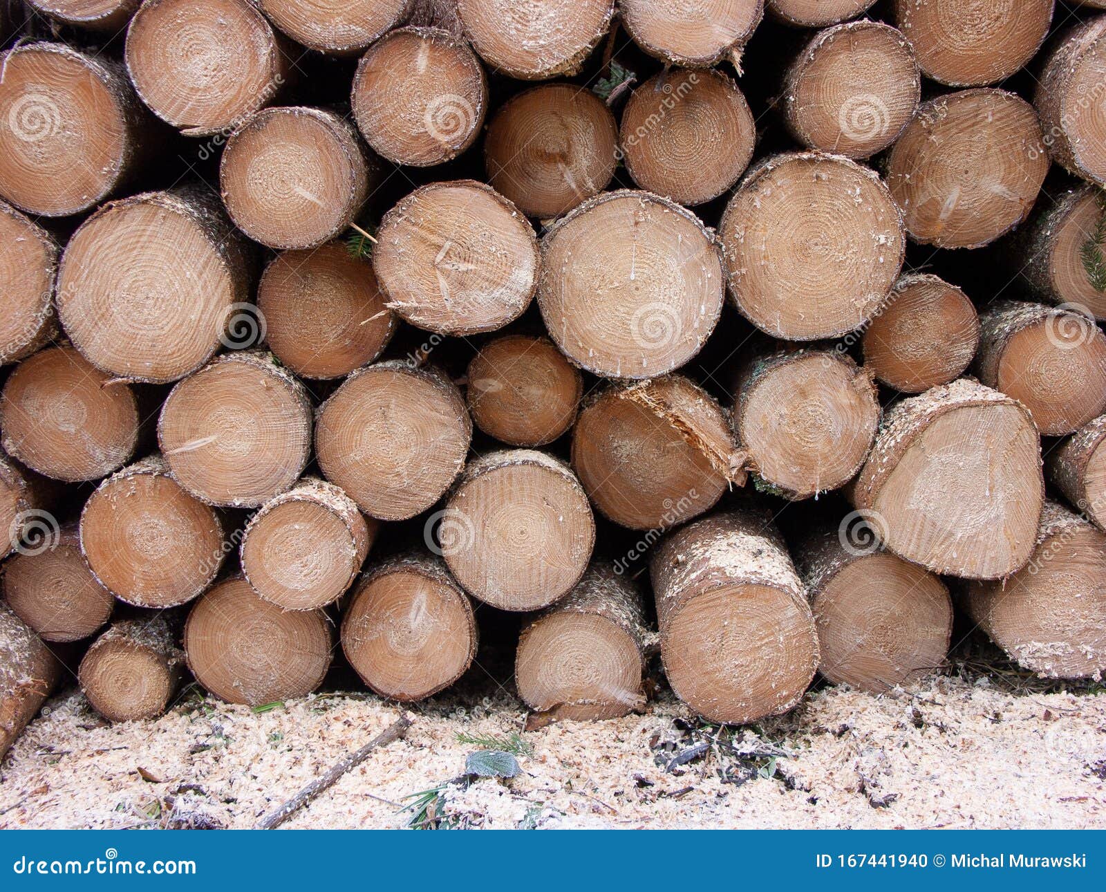 Freshly Chopped Tree Trunks Stock Photo - Image of ecology, tree: 167441940