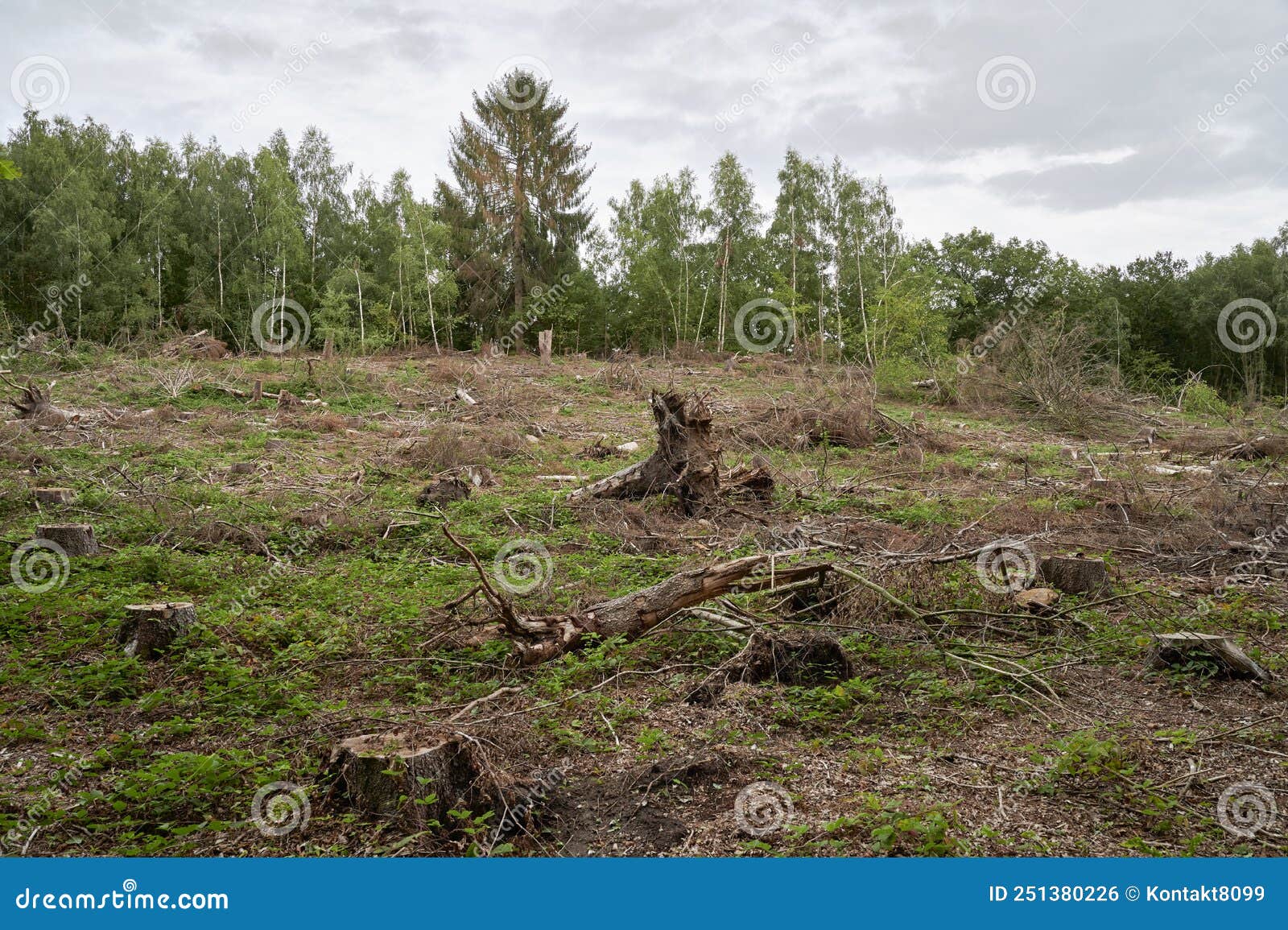 Freshly Cleared Forest Area. Next To the Cleared Spruce Forest is a ...