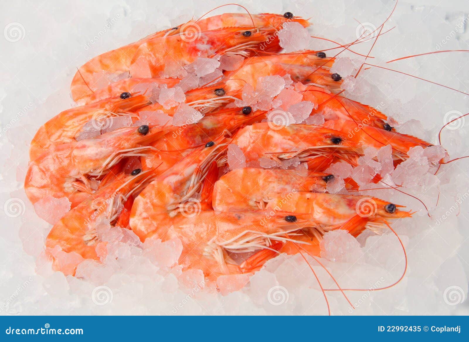 Freshly cooked prawns stock image. Image of food, cooked - 22992435