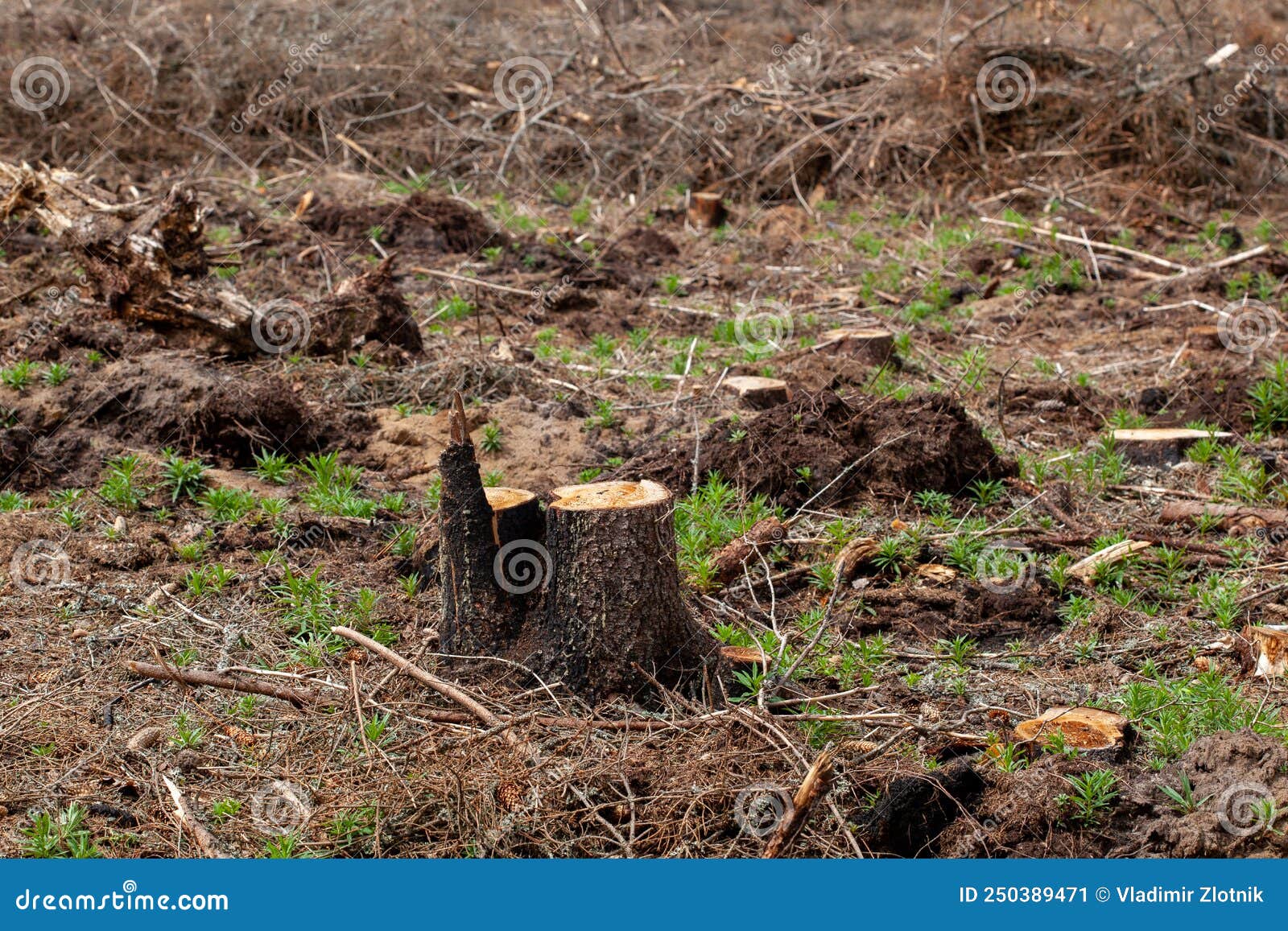Freshly Cut Down Tree Stumps in a Forest Stock Image - Image of stump ...