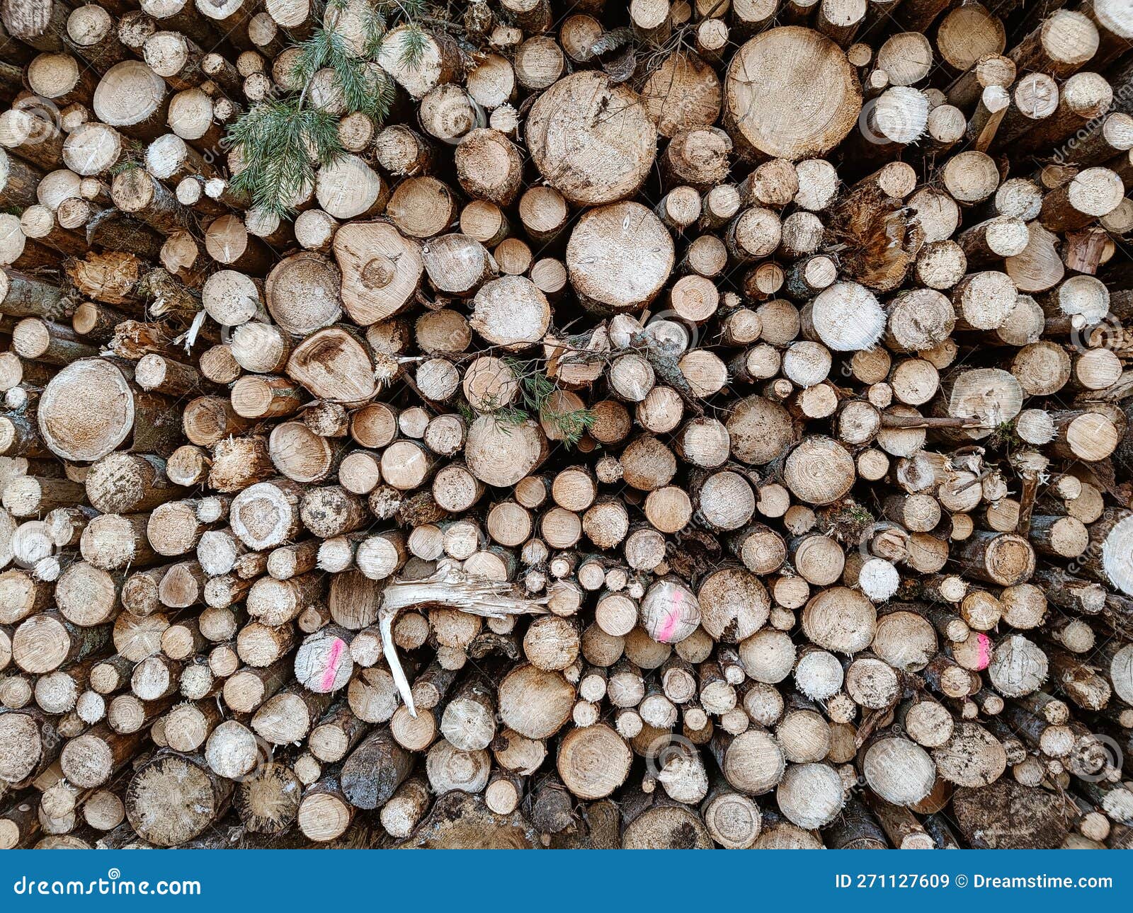 Freshly Cut Down Wood Logs. Texture and Background of Cut Down Trees ...