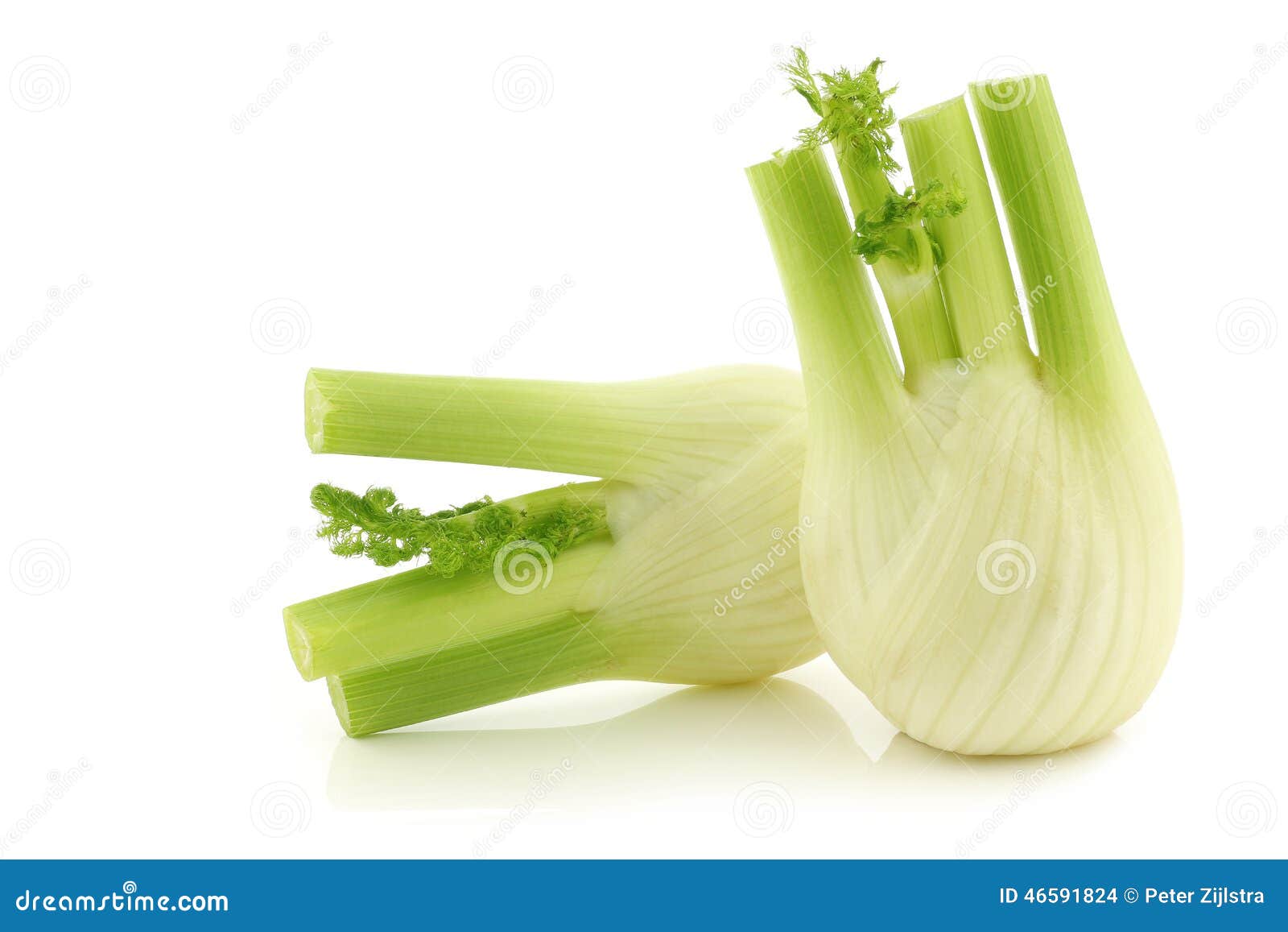 Freshly cut fennel stock photo. Image of vegetable, natural - 46591824