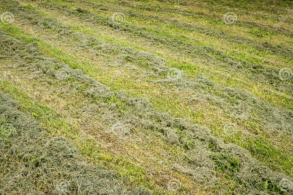 Freshly Cut Grass in a Field in Rows Stock Photo - Image of harvest ...