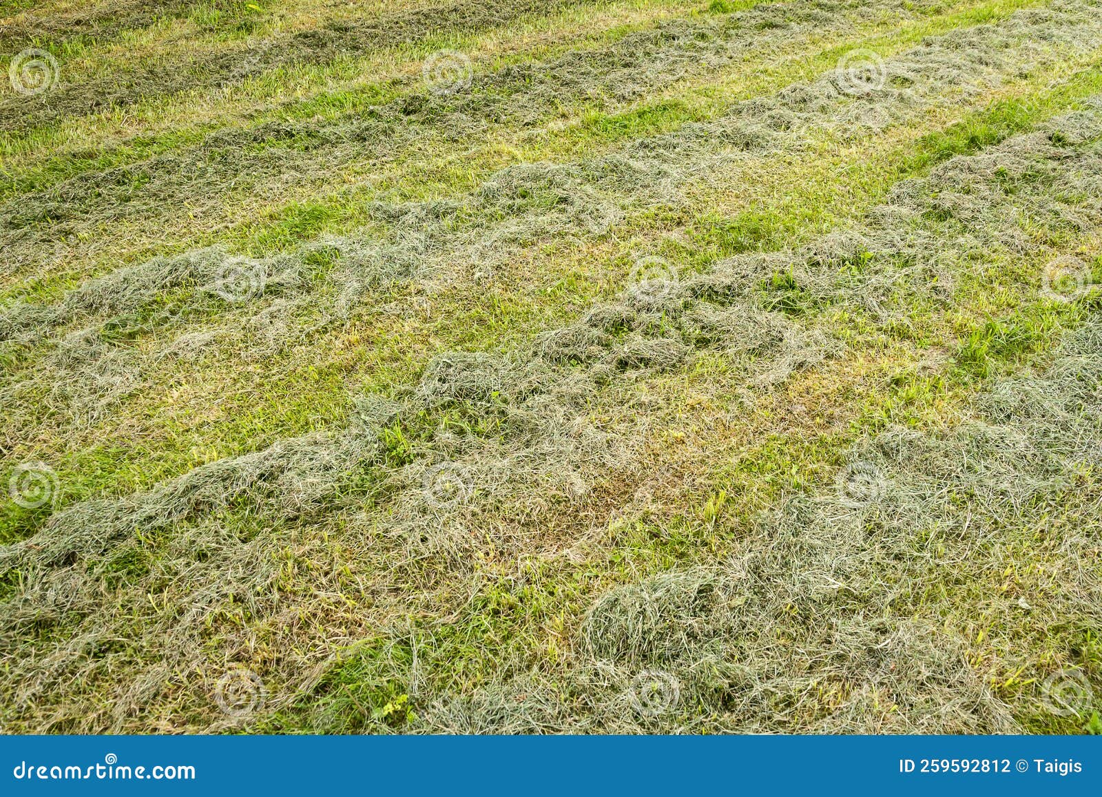 Freshly Cut Grass in a Field in Rows Stock Photo - Image of line, land ...