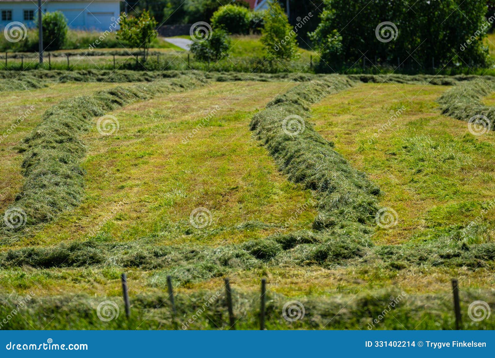 Freshly Cut Grass in a Field Waiting To Be Collected.. Stock Photo ...